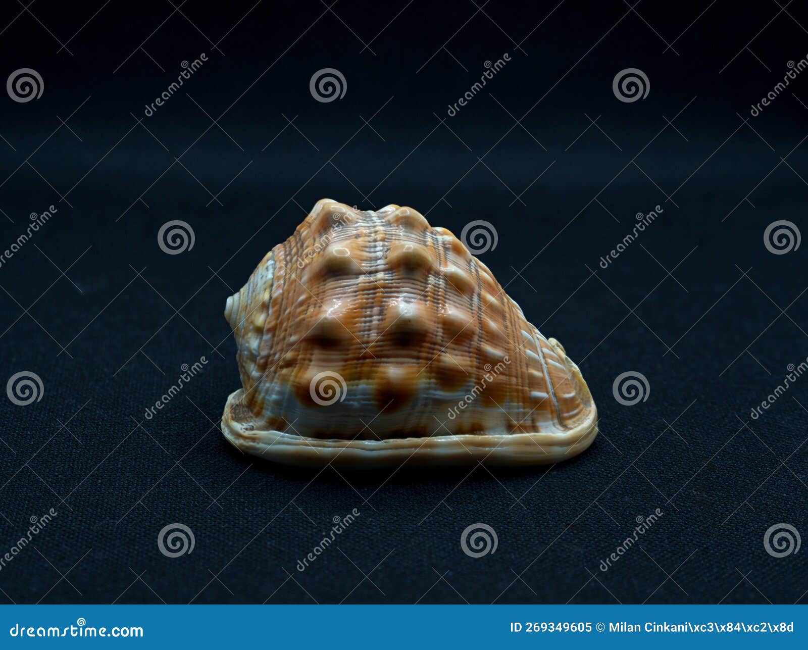 Seashell on black stock image. Image of carving, invertebrate - 269349605