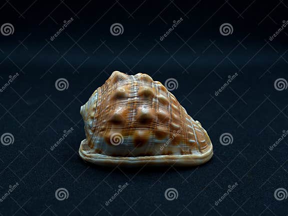 Seashell on black stock image. Image of carving, invertebrate - 269349605