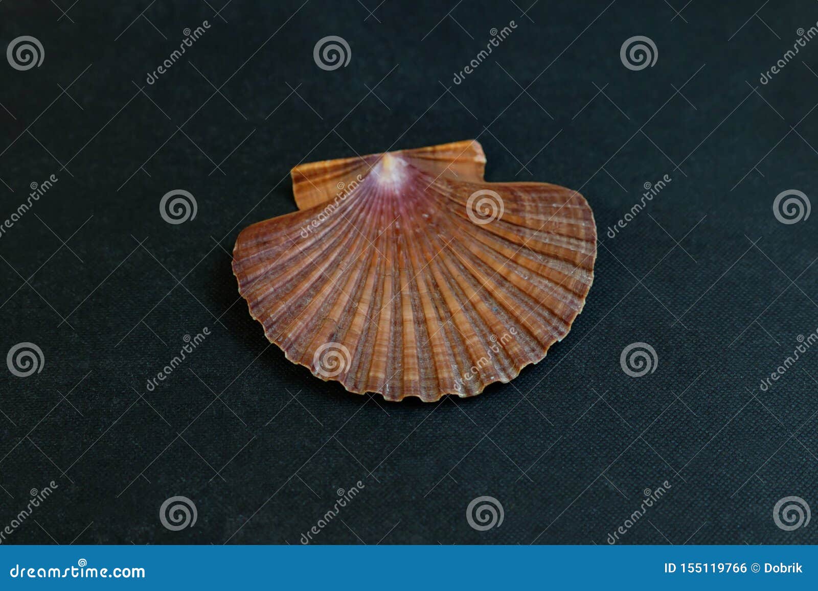 Tessalatus Cone , Seashell Comb Venus, Large Scallop Shells, Sea Shells ...