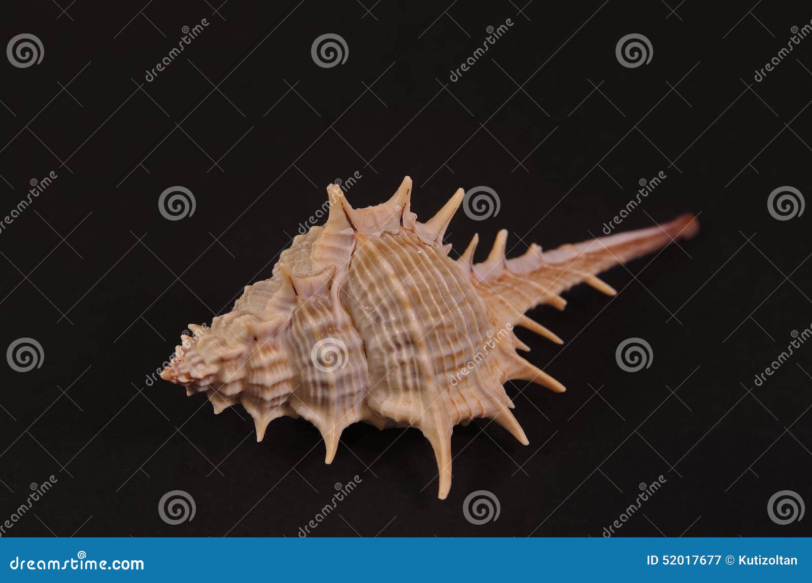 Seashell stock image. Image of aquatic, swirl, shell - 52017677