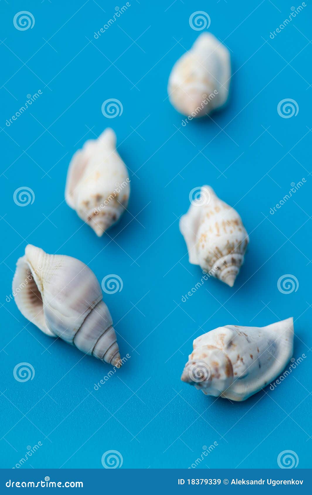 Seashell on blue stock image. Image of marine, fish, organic - 18379339