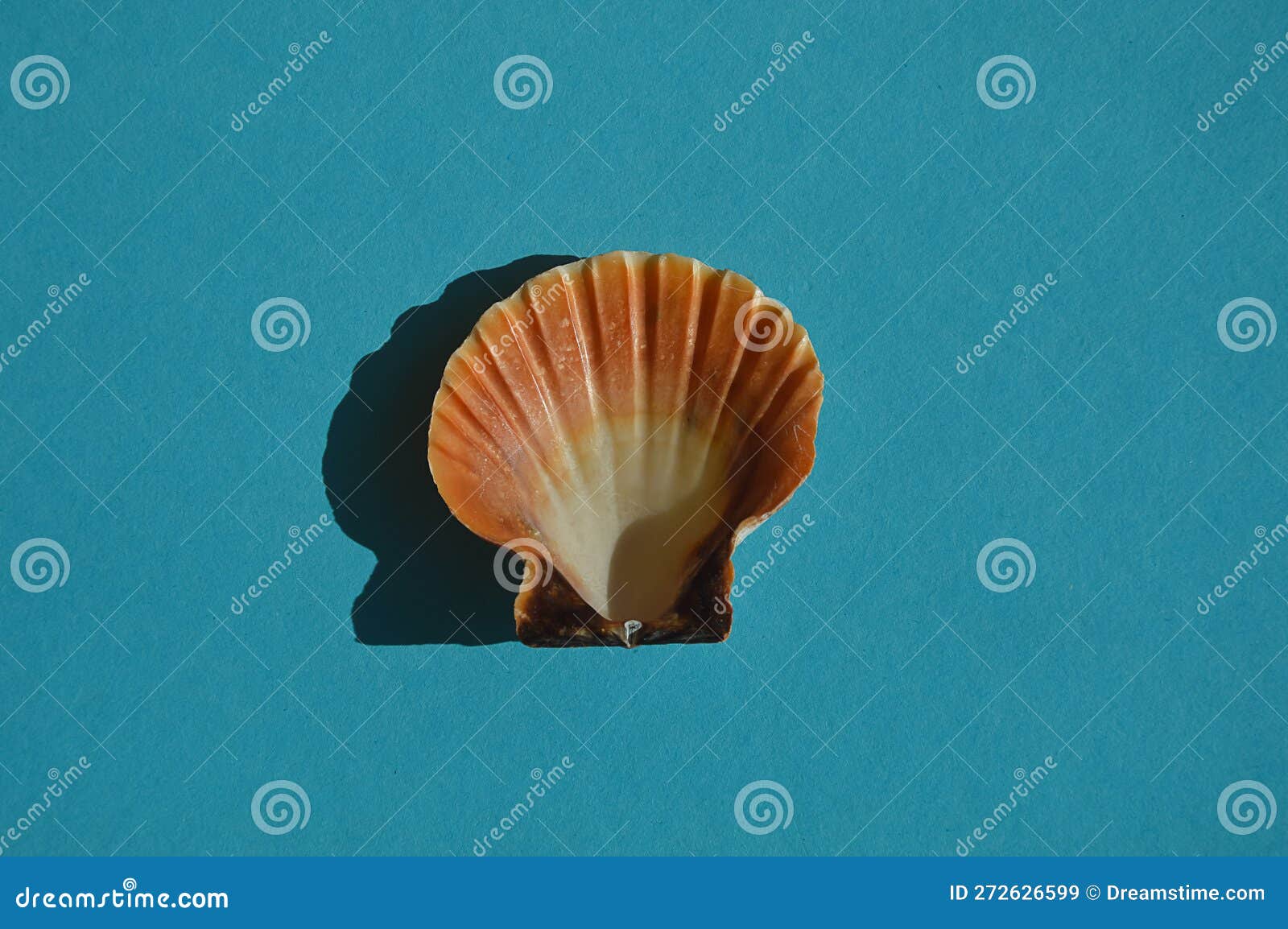 Seashell on a Blue Background. Stock Image - Image of animal, seafood ...