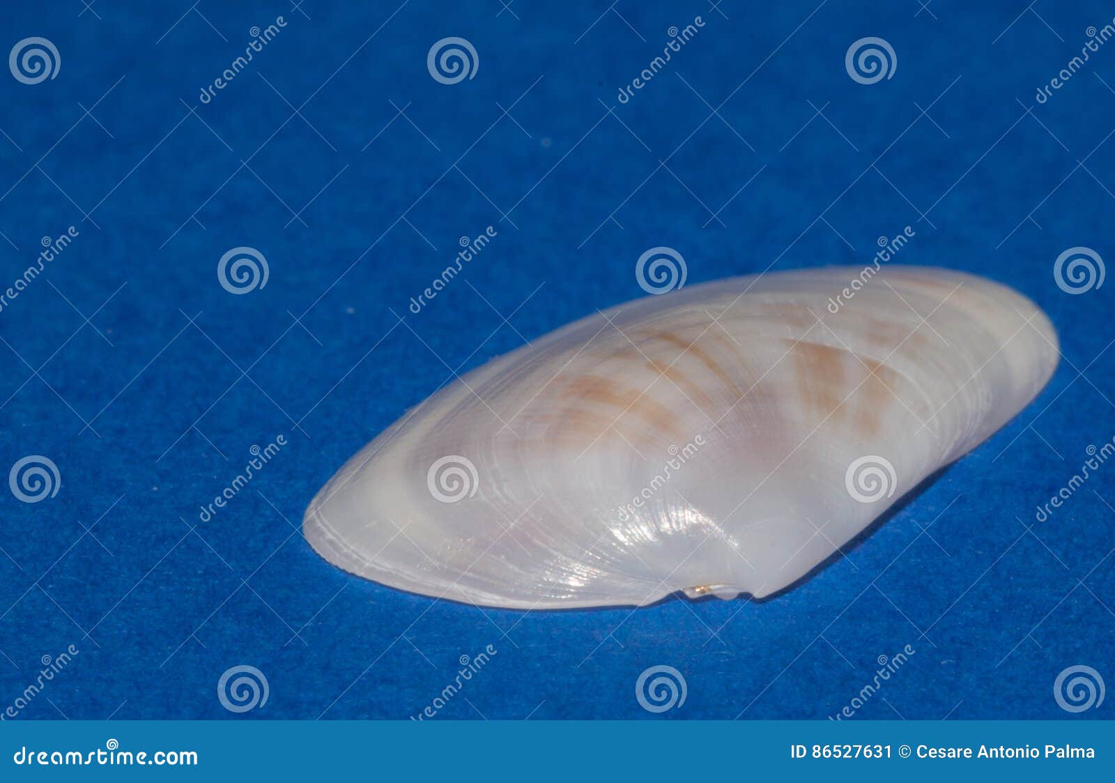 Seashell on Blue Background Stock Image - Image of water, beach: 86527631