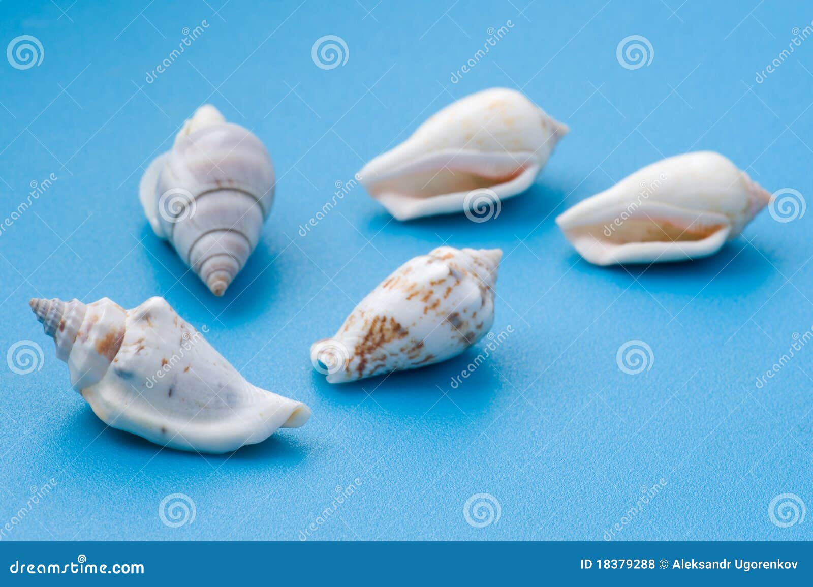 Seashell on blue close up stock photo. Image of pattern - 18379288