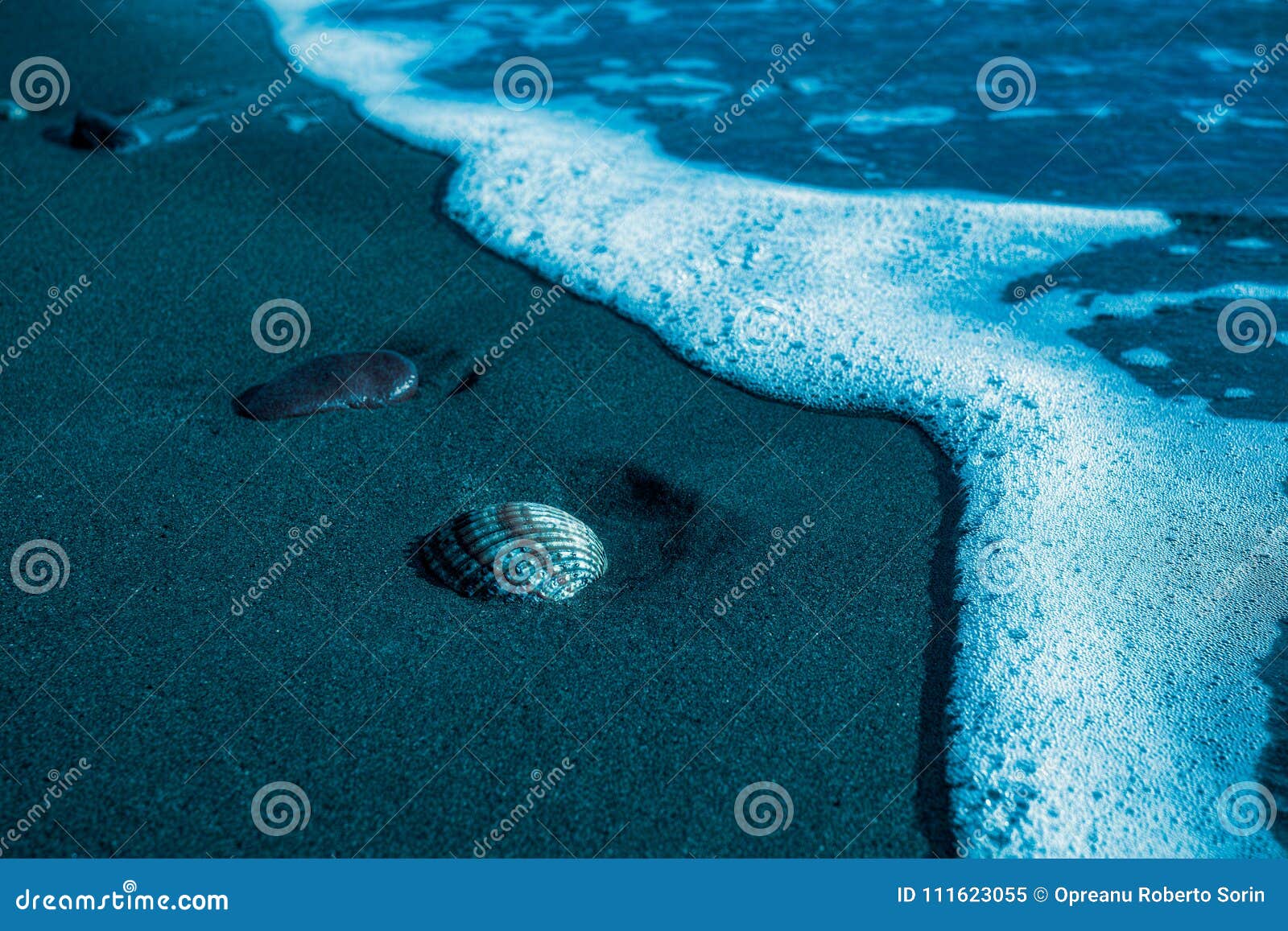 Seashell on the Blue Sandy Beach Stock Image - Image of summer, natural ...