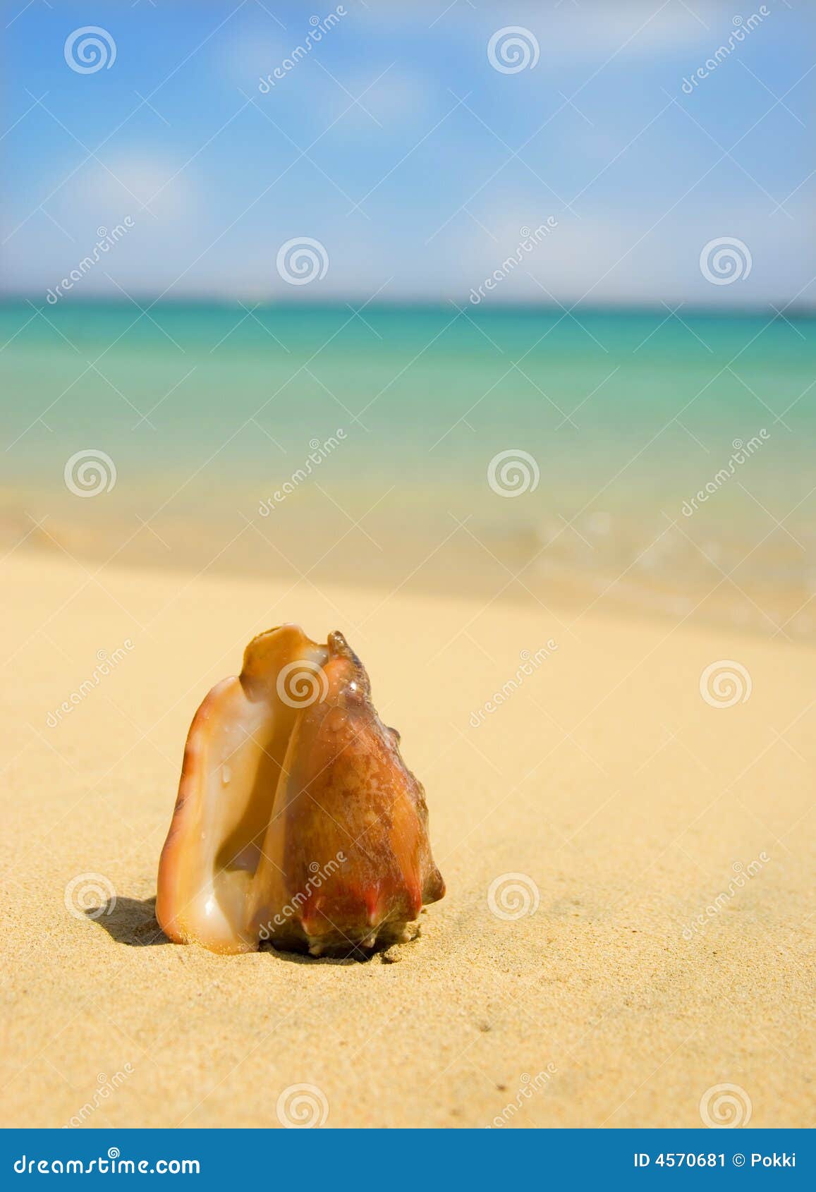 Seashell with Blurred Background Stock Image - Image of leisure ...