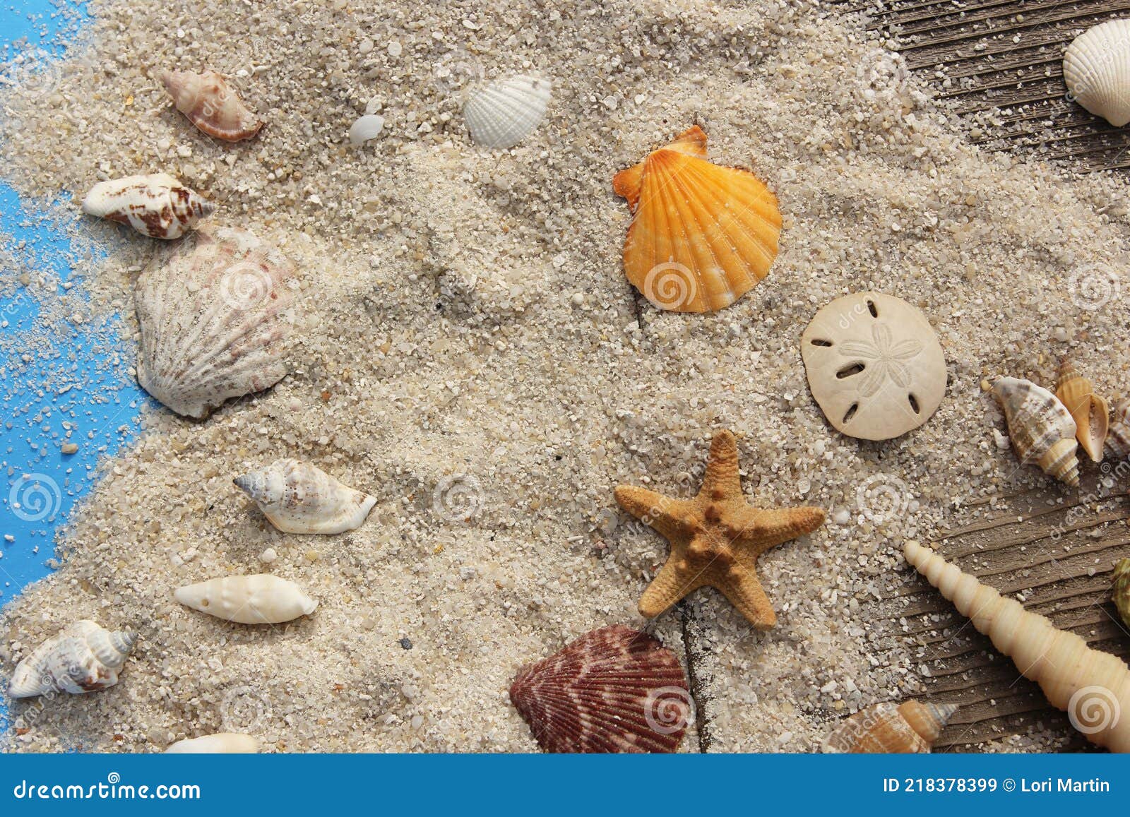 Seashell on Boardwalk at Tropical Beach Stock Image - Image of natural ...