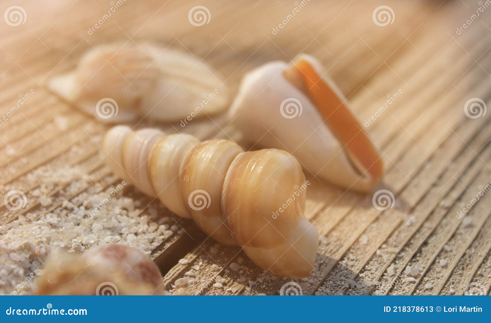 Seashell on Boardwalk at Tropical Beach Stock Image - Image of break ...