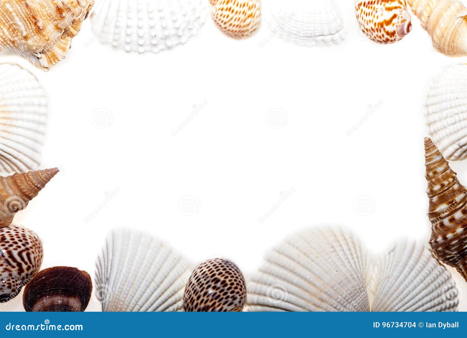 Seashell Border. Frame of Assorted Sea Shells. Nature Surround. Stock ...