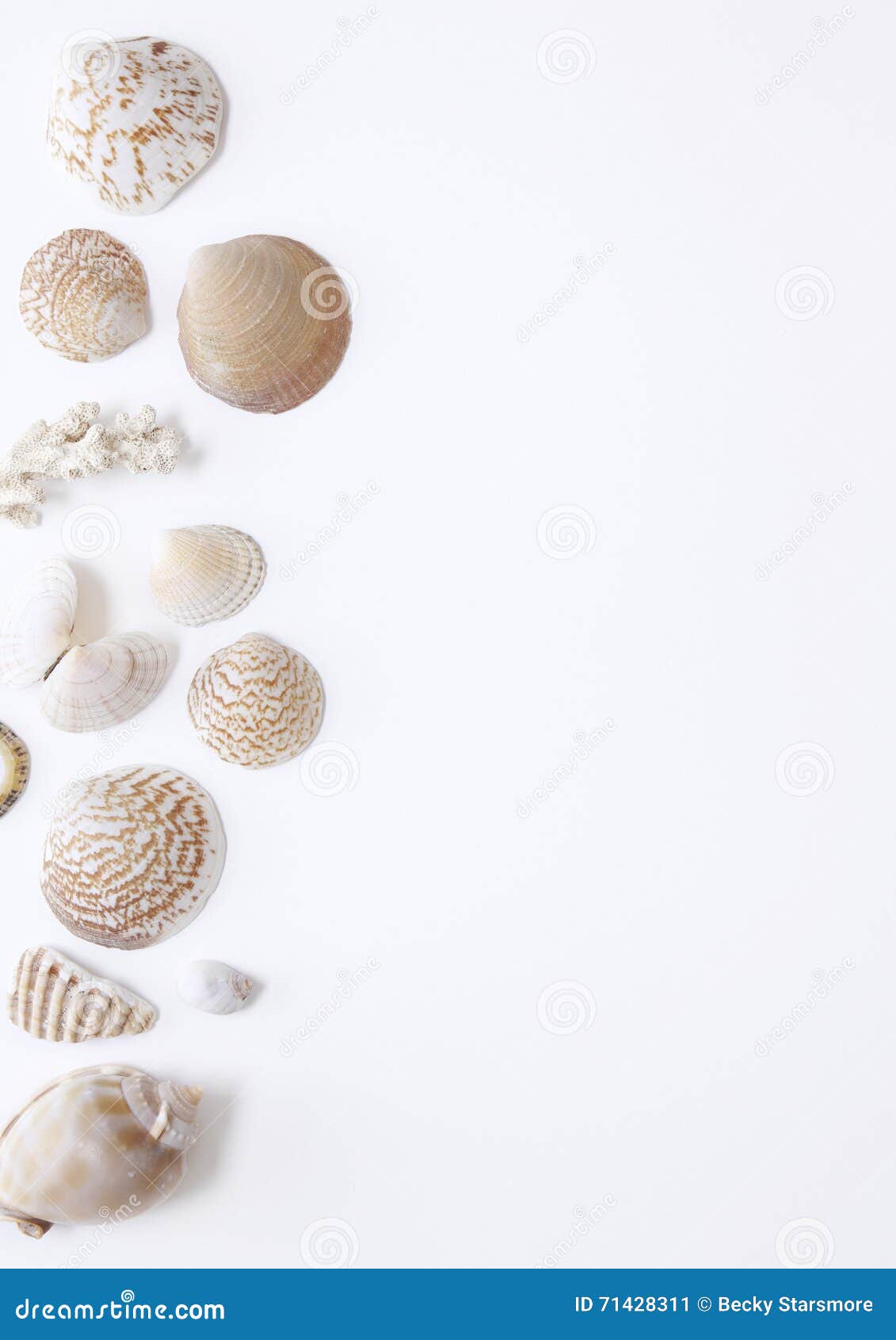 Seashell border stock image. Image of beachcomber, shell - 71428311