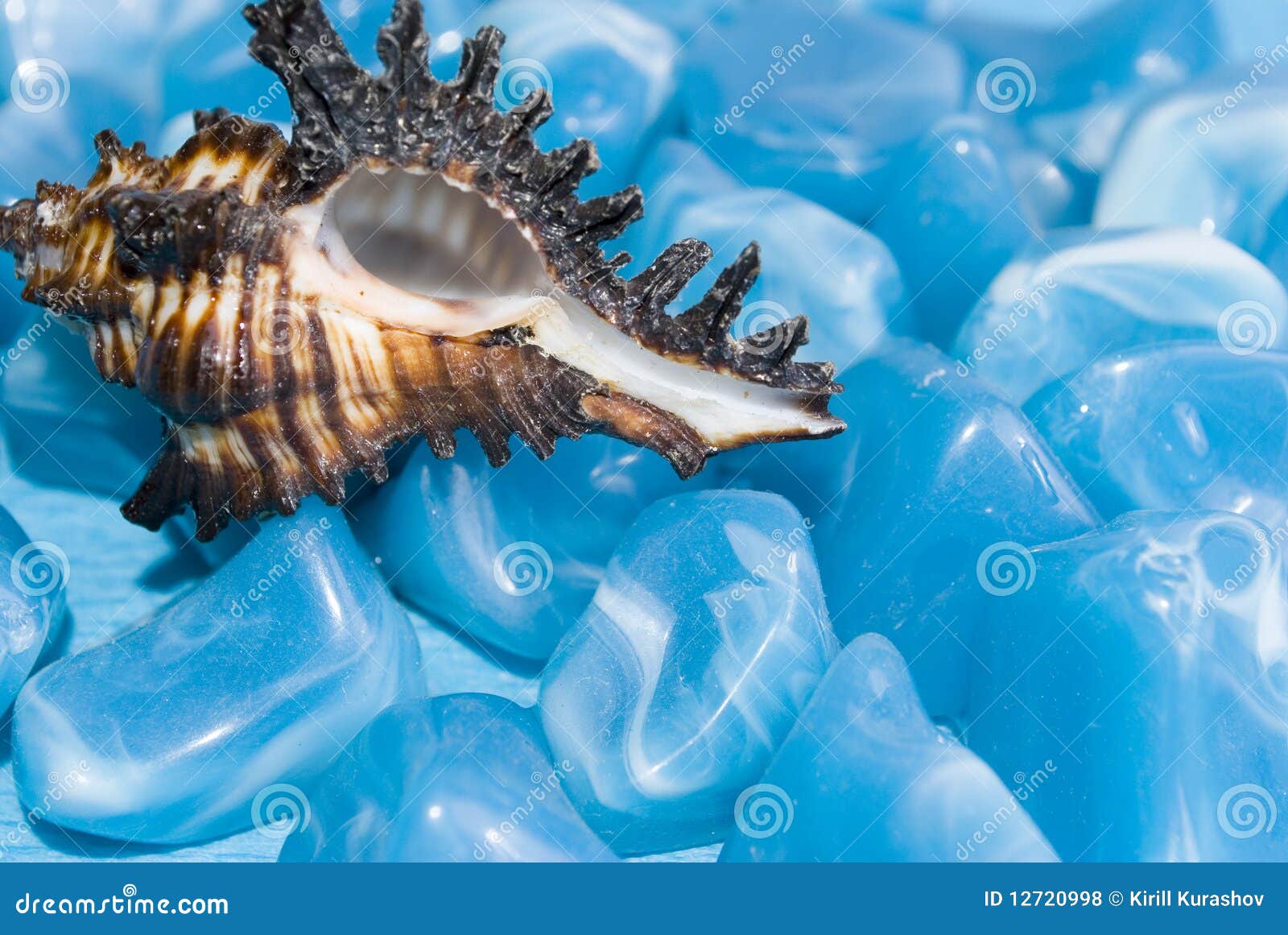 Seashell and Bright Blue Pebbles Stock Photo - Image of scallop, nature ...