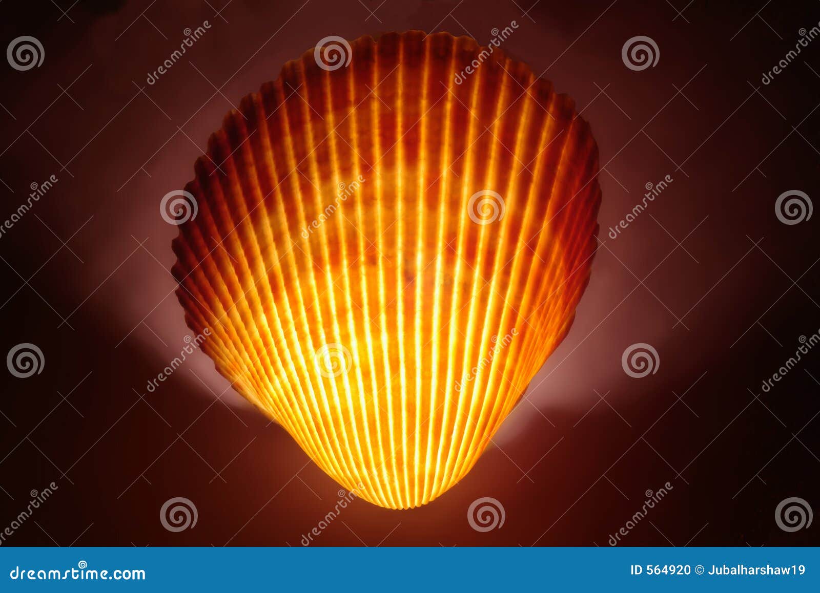 Seashell Cardita sp stock photo. Image of seashell, shellfish - 564920