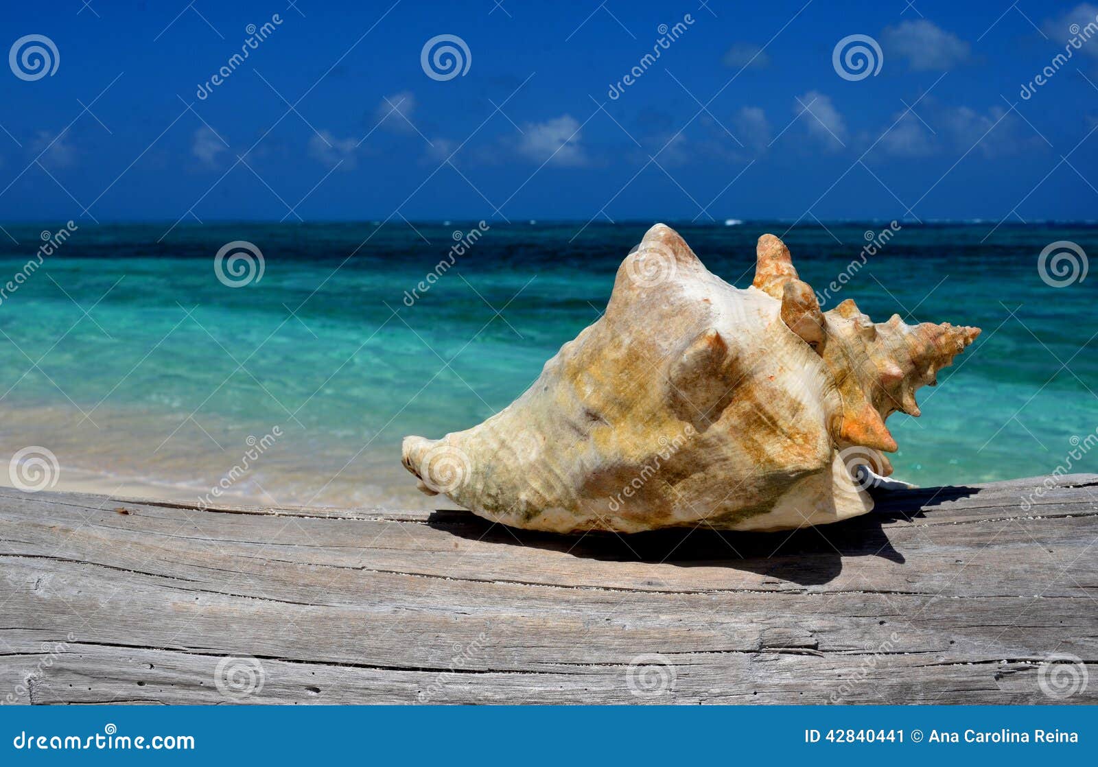 Seashell Close-up with a Turquoise Sea Behind, in Cayo Bolivar ...