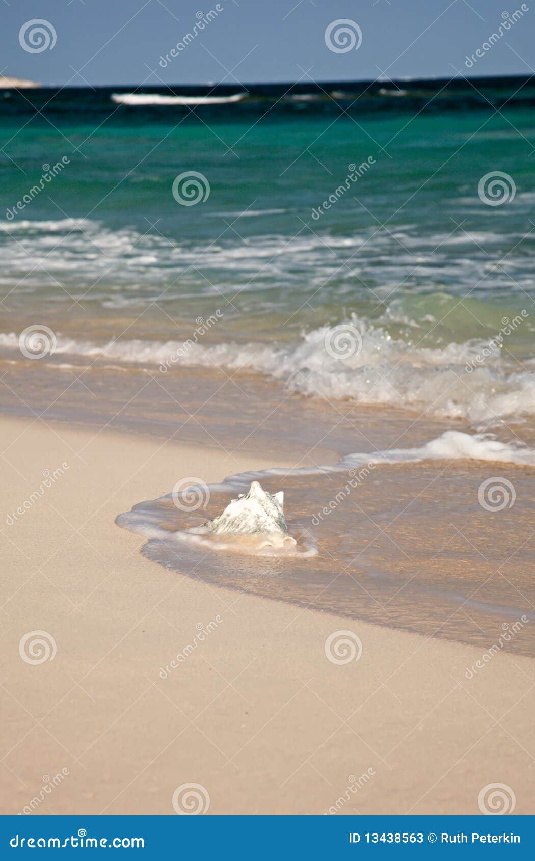 Seashell in the Caribbean Sea Stock Image - Image of water, white: 13438563