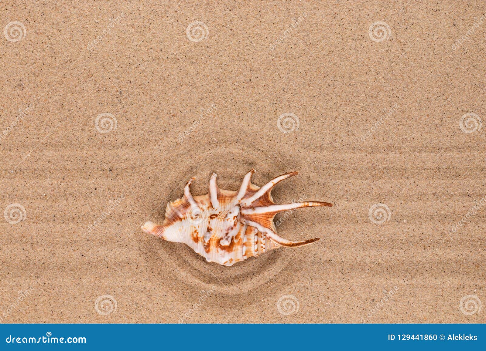 Seashell in the Center of a Circle Made of Sand. Stock Photo - Image of ...