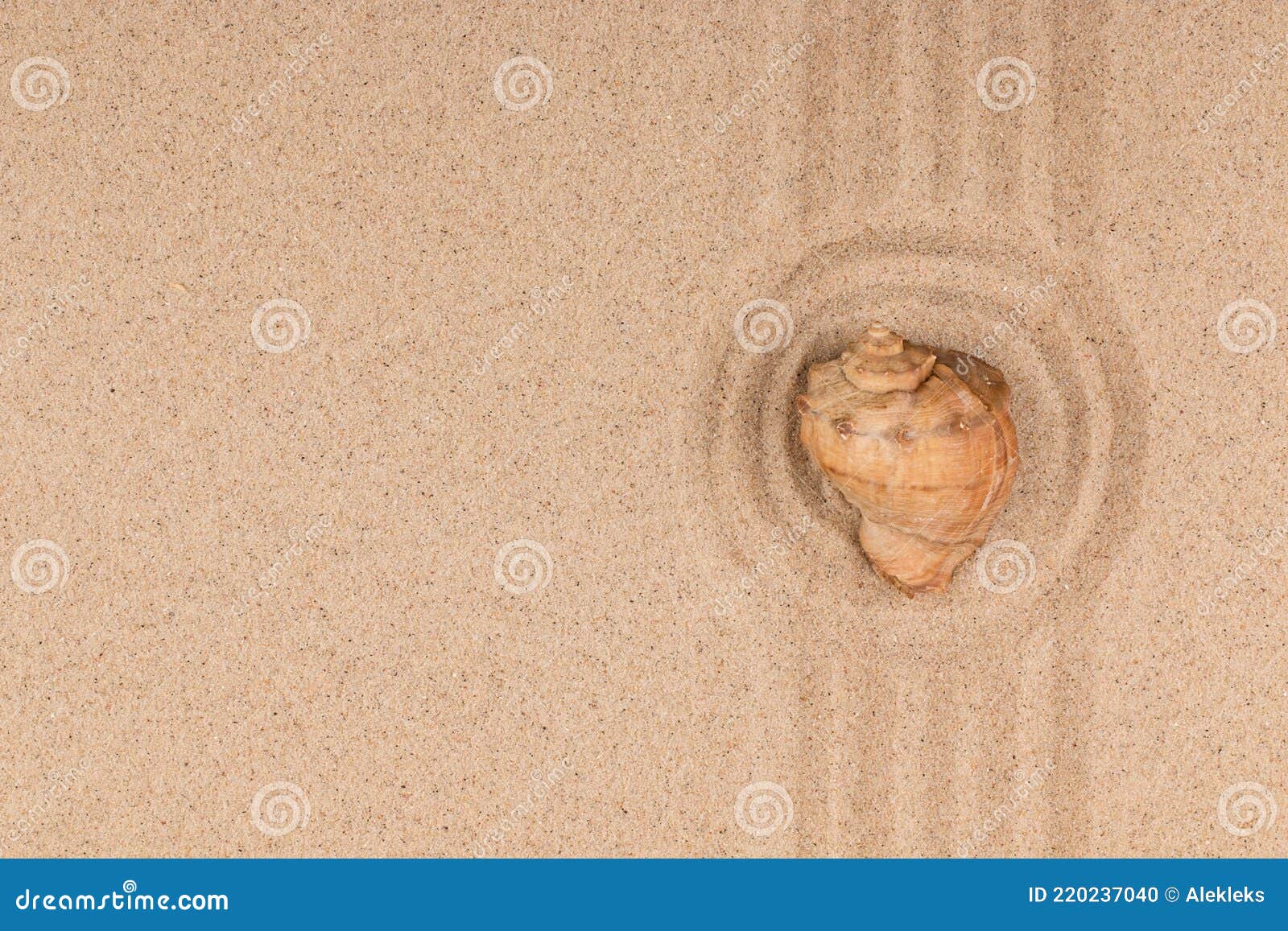 Seashell in the Center of the Sand Circles. Circle Made of Sand with ...
