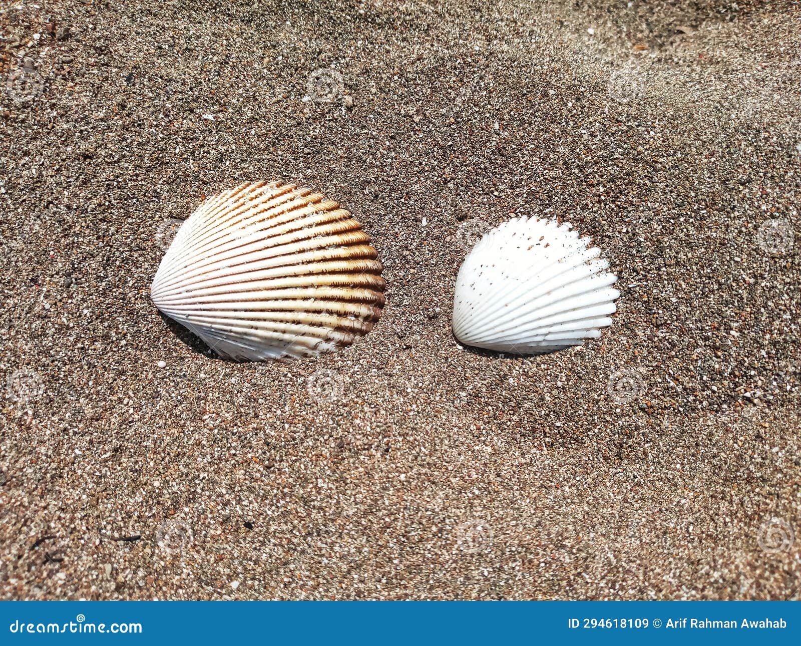 Seashell on the Surface of White Sand Beach during a Hot Summer Day ...