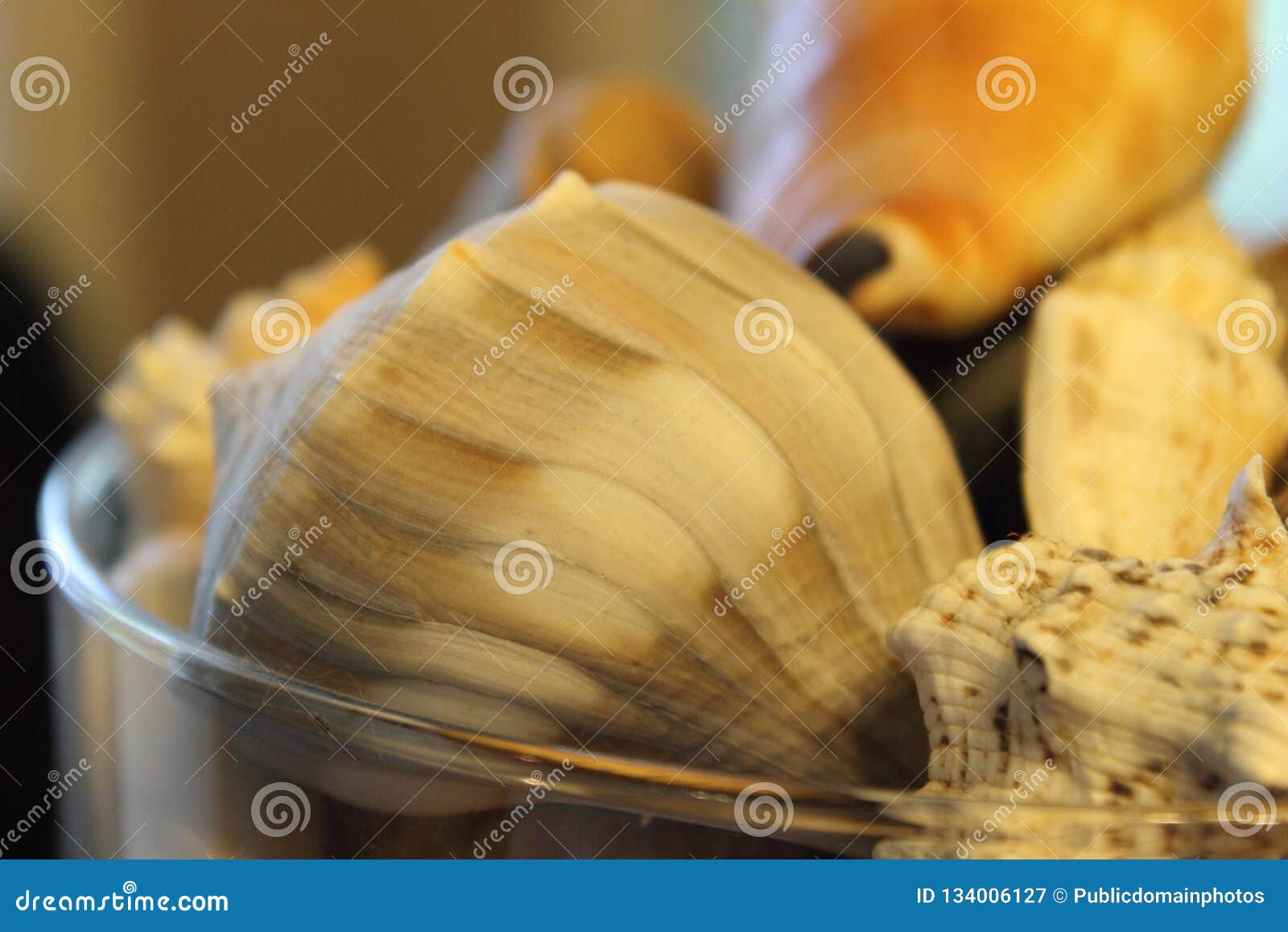Seashell, Clams Oysters Mussels And Scallops Picture. Image: 134006127