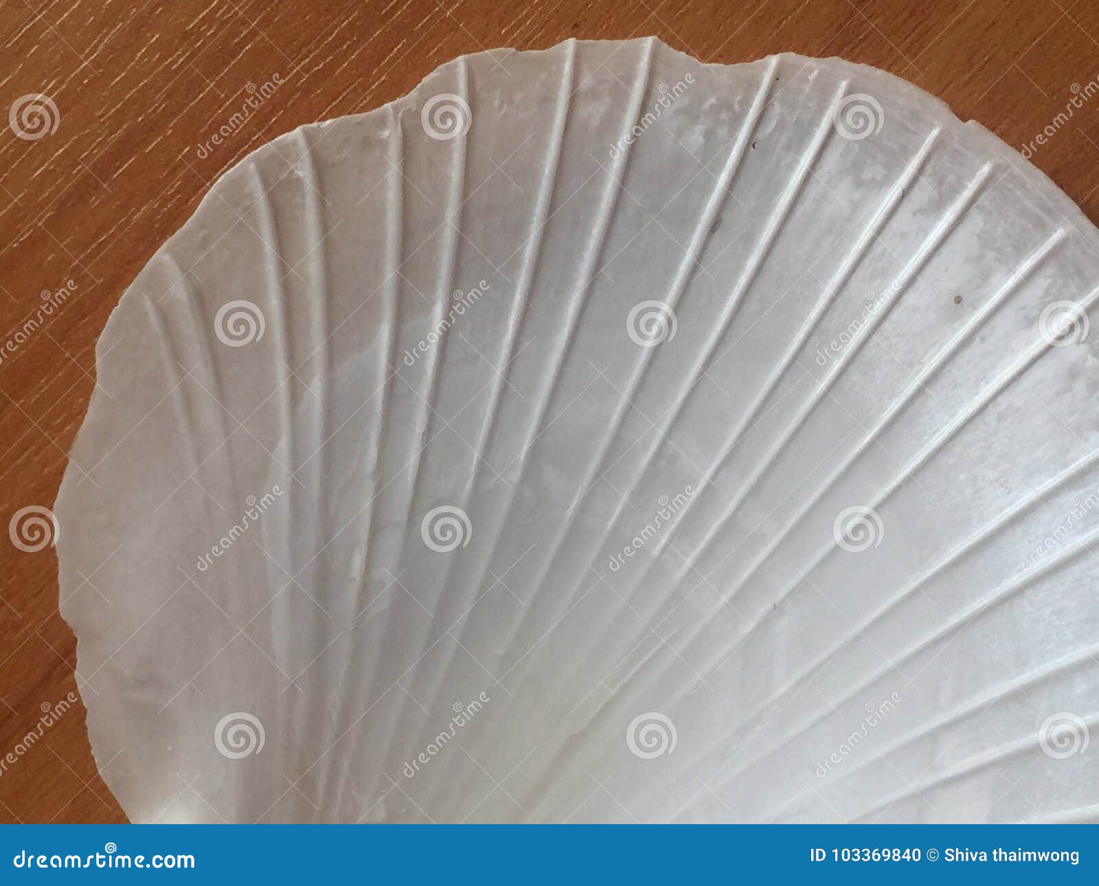 Seashell,close up seashell stock photo. Image of closeup - 103369840