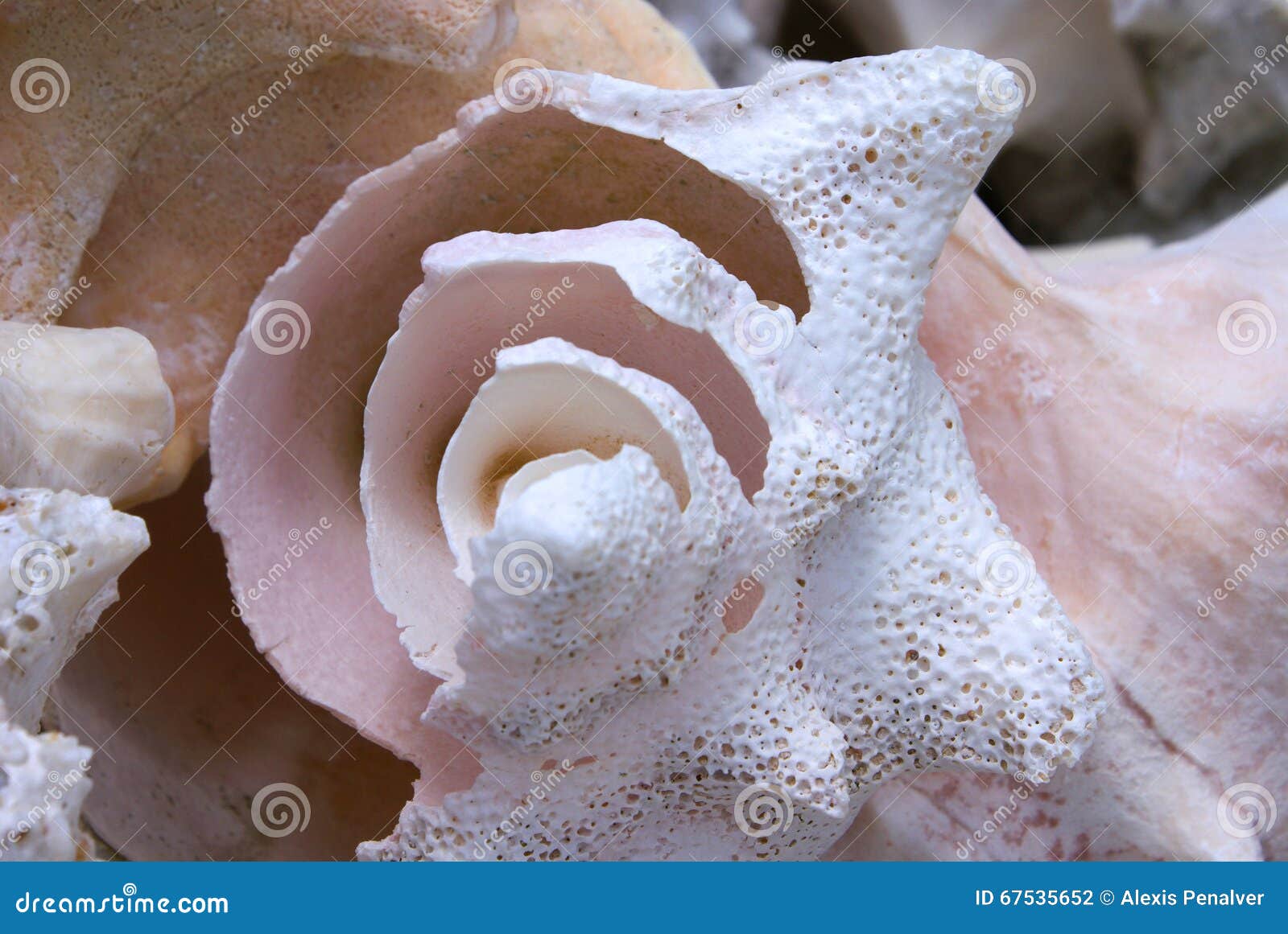 Seashell close up stock photo. Image of shell, sand, close - 67535652