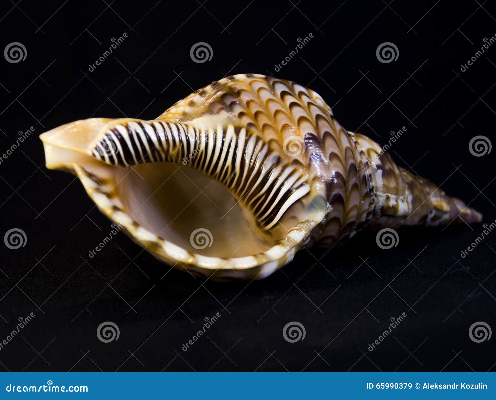 Seashell close up. stock image. Image of cockle, fish - 65990379