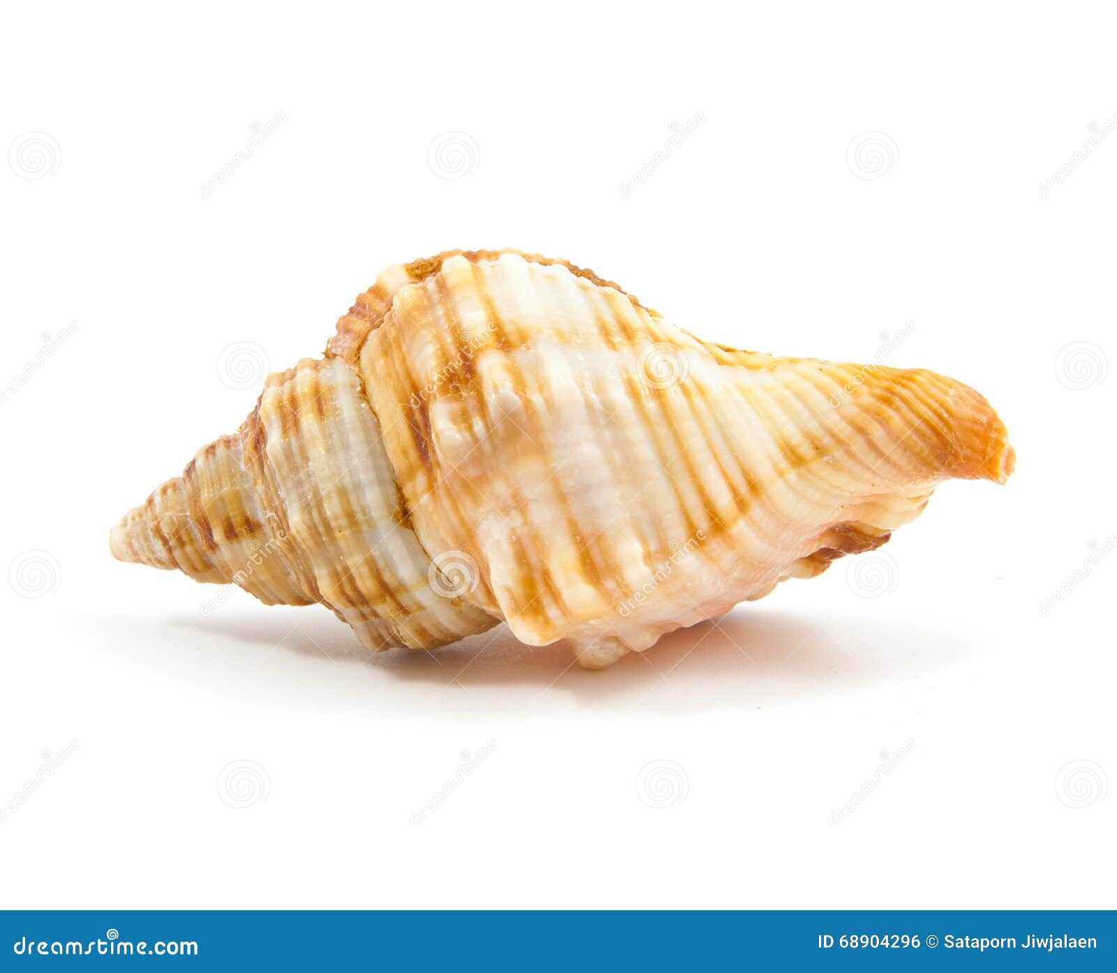 Seashell stock photo. Image of seashell, beauty, marine - 68904296