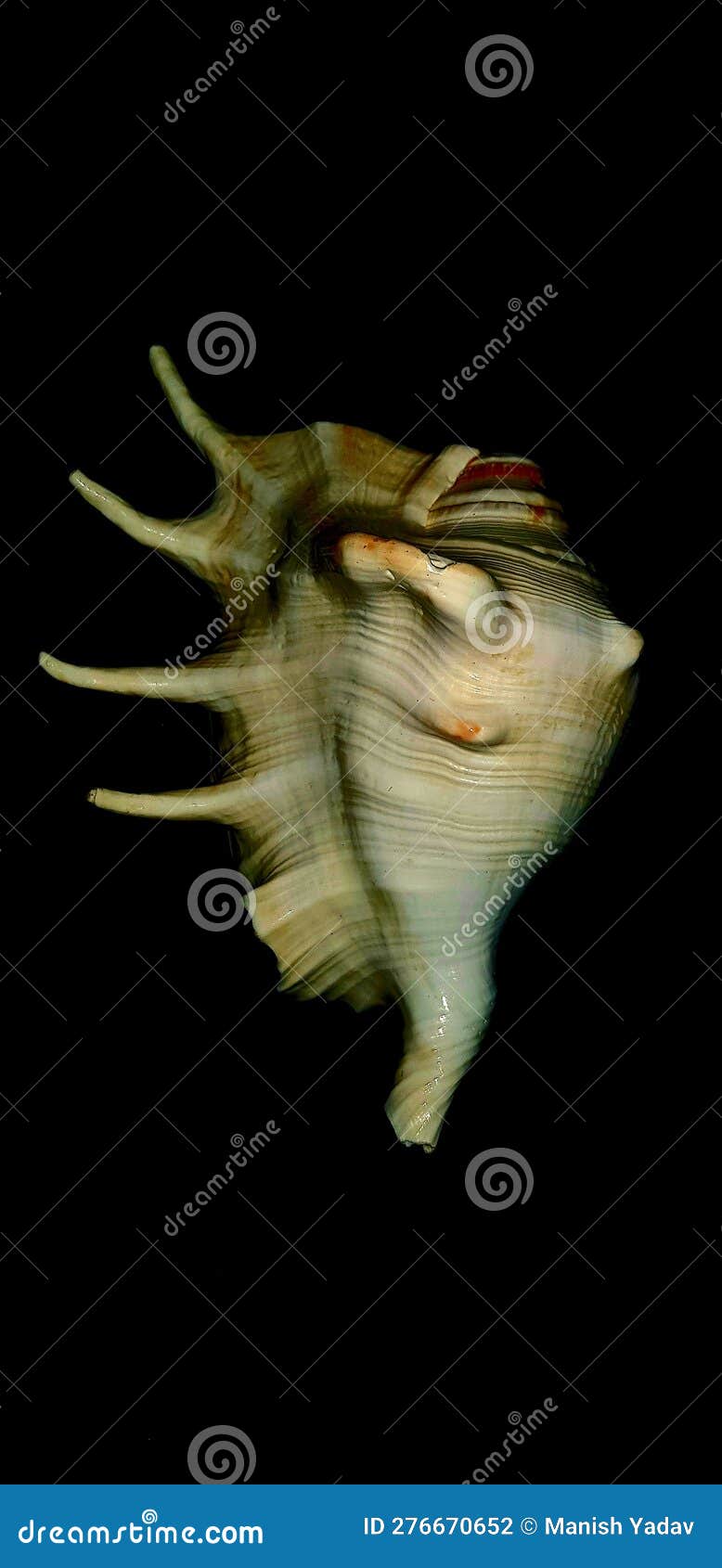 Digital camera art stock photo. Image of camera, seashell - 276670652