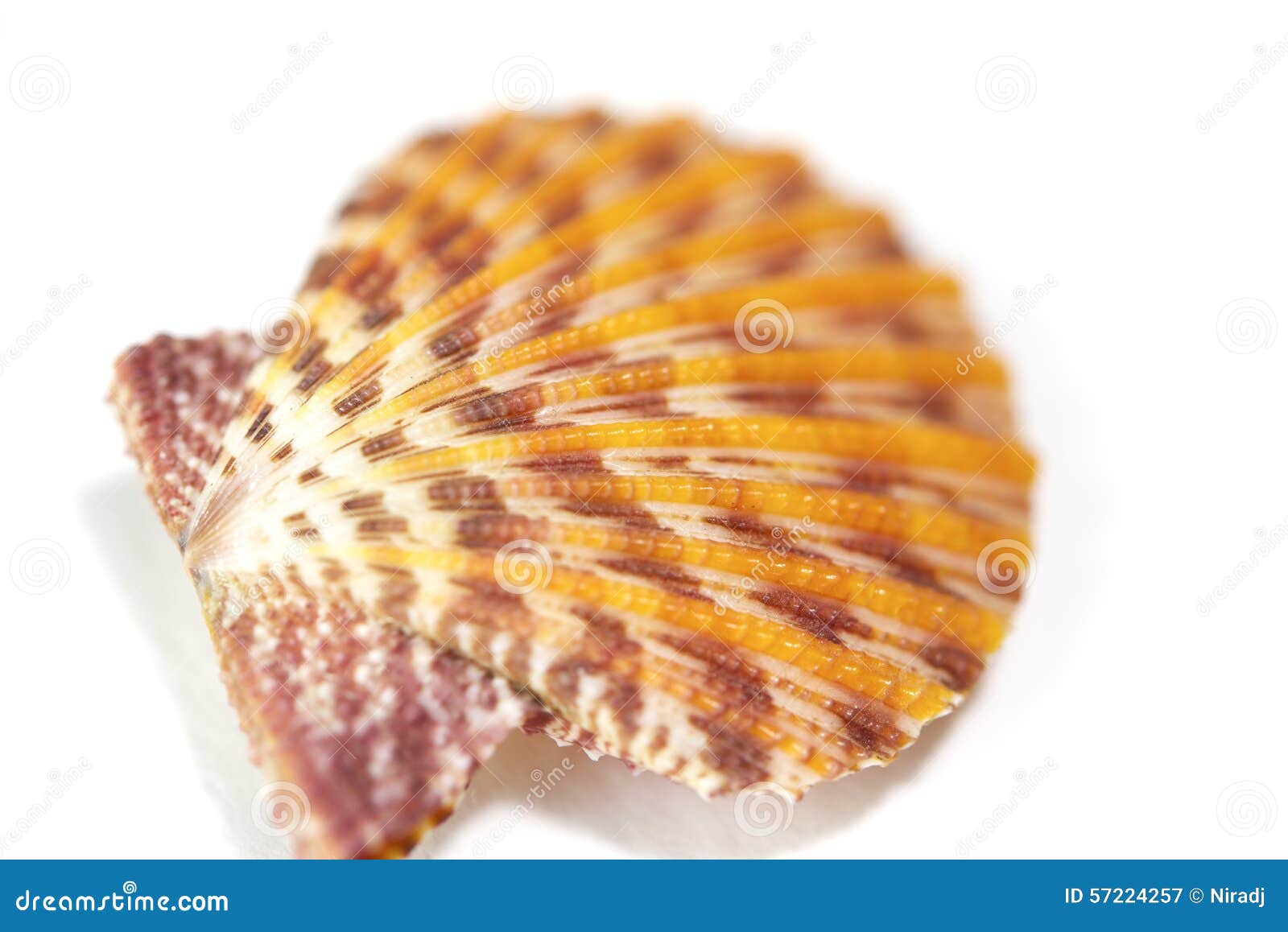 Seashell Close Up - Scallop Shell Stock Image - Image of scallop ...