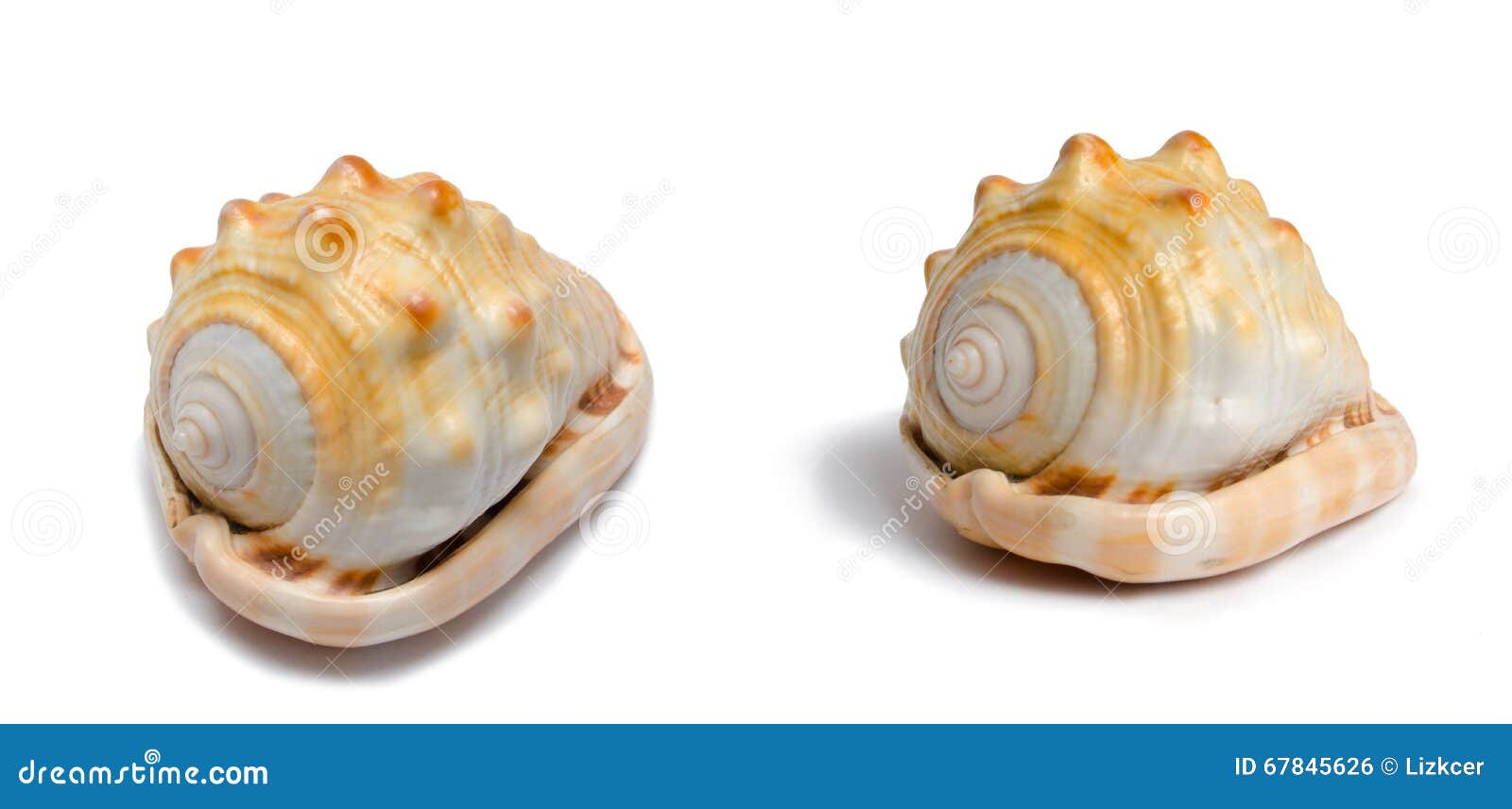 Seashell stock photo. Image of size, object, shell, shot - 67845626