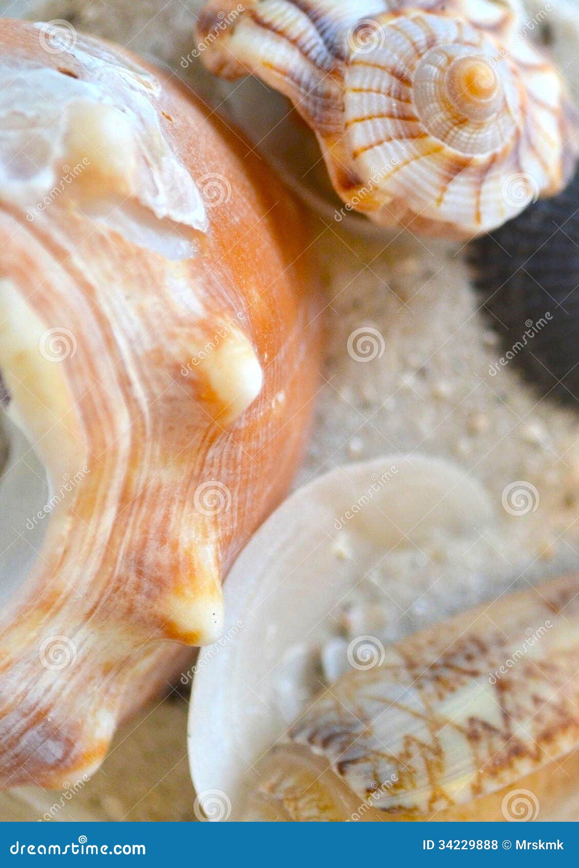 Seashell close up stock photo. Image of shore, shell - 34229888