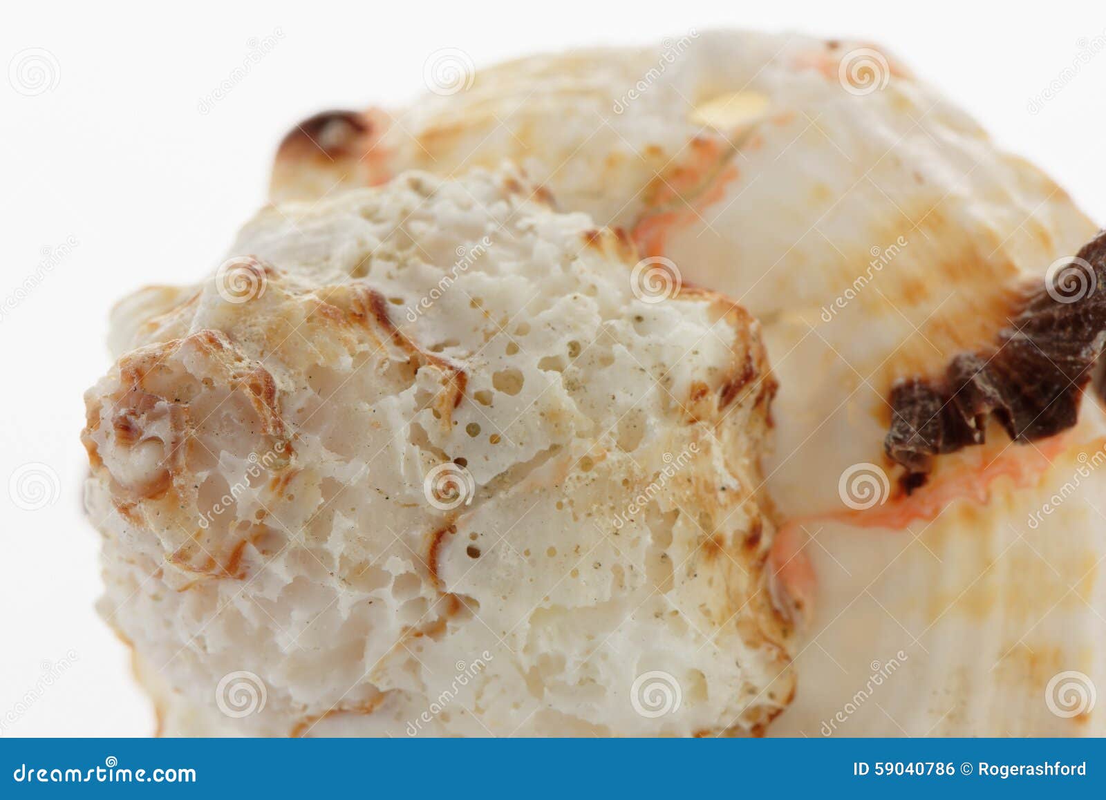 Seashell Close Up stock photo. Image of border, geometric - 59040786