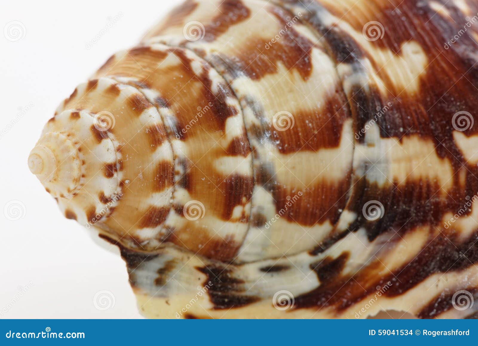Seashell Close Up stock photo. Image of concepts, pattern - 59041534