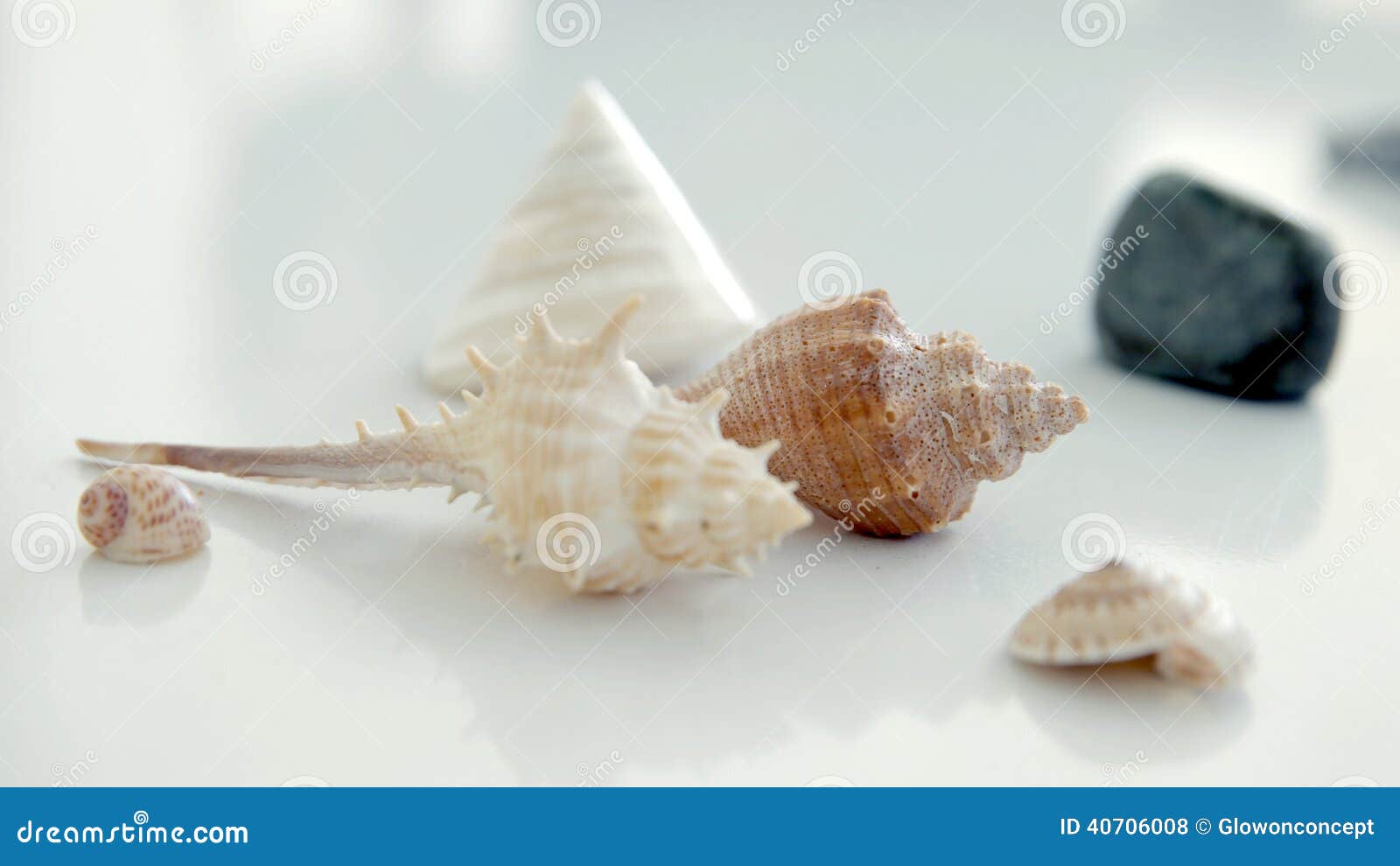 Seashell close up stock photo. Image of pearl, concept - 40706008