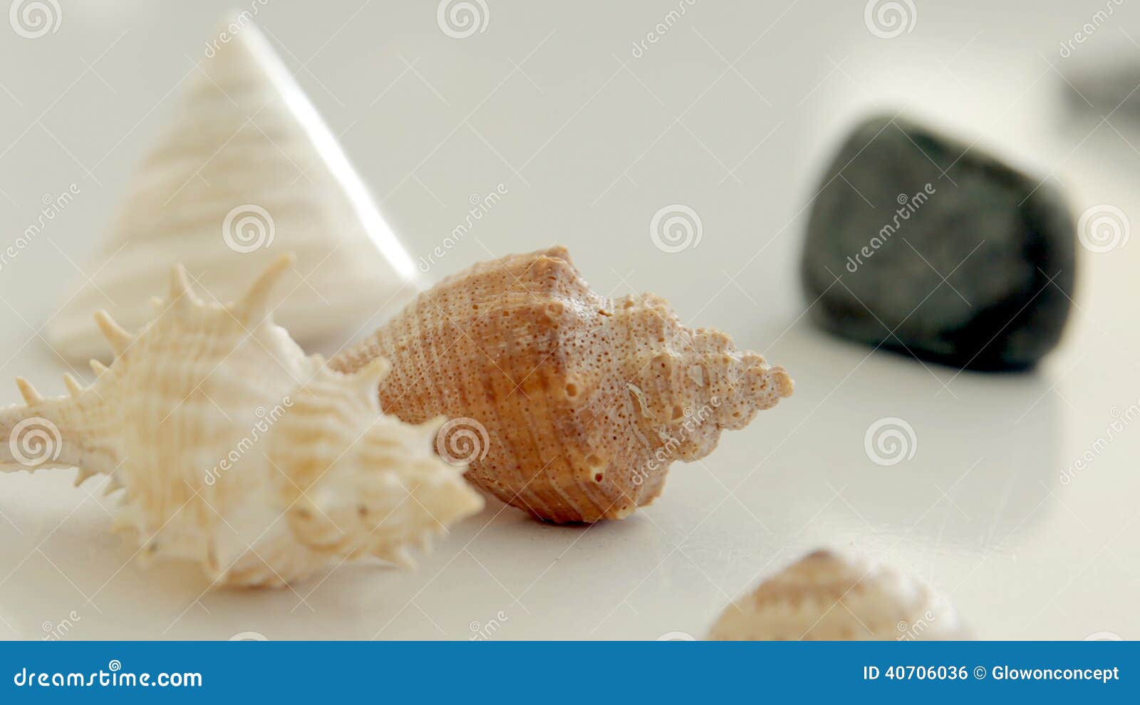 Seashell close up stock photo. Image of shells, macro - 40706036