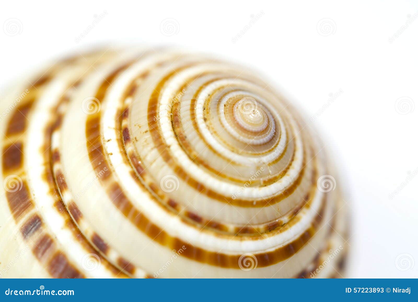 Seashell Close Up - Sundial Shell Stock Image - Image of closeup, close ...