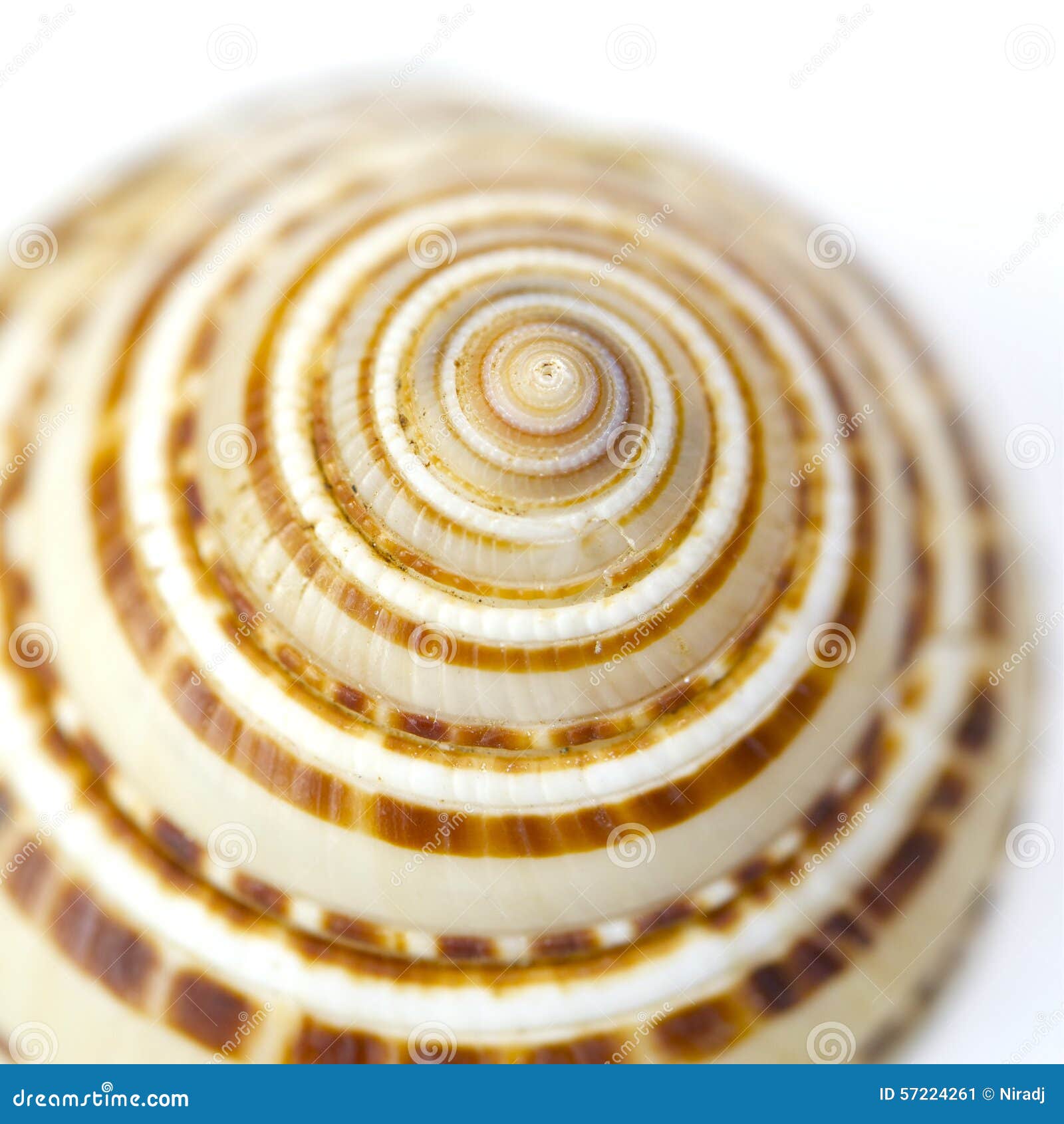 Seashell Close Up - Sundial Shell Stock Image - Image of nature, swirl ...