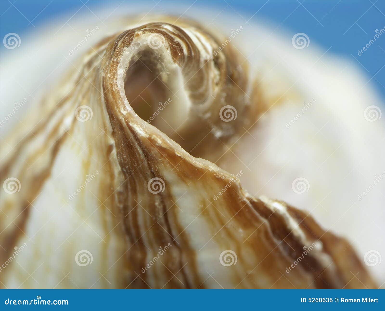 Seashell closeup stock photo. Image of holidays, summer - 5260636