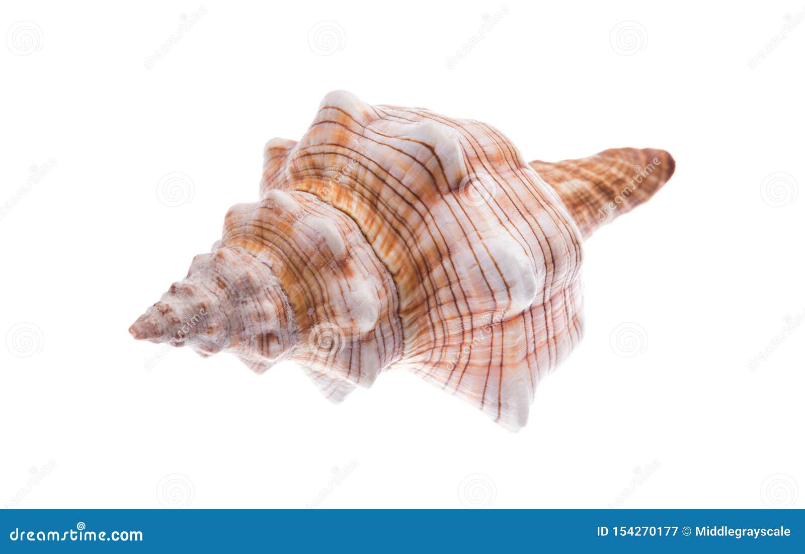 Seashell Closeup. Isolated on White Background Stock Image - Image of ...
