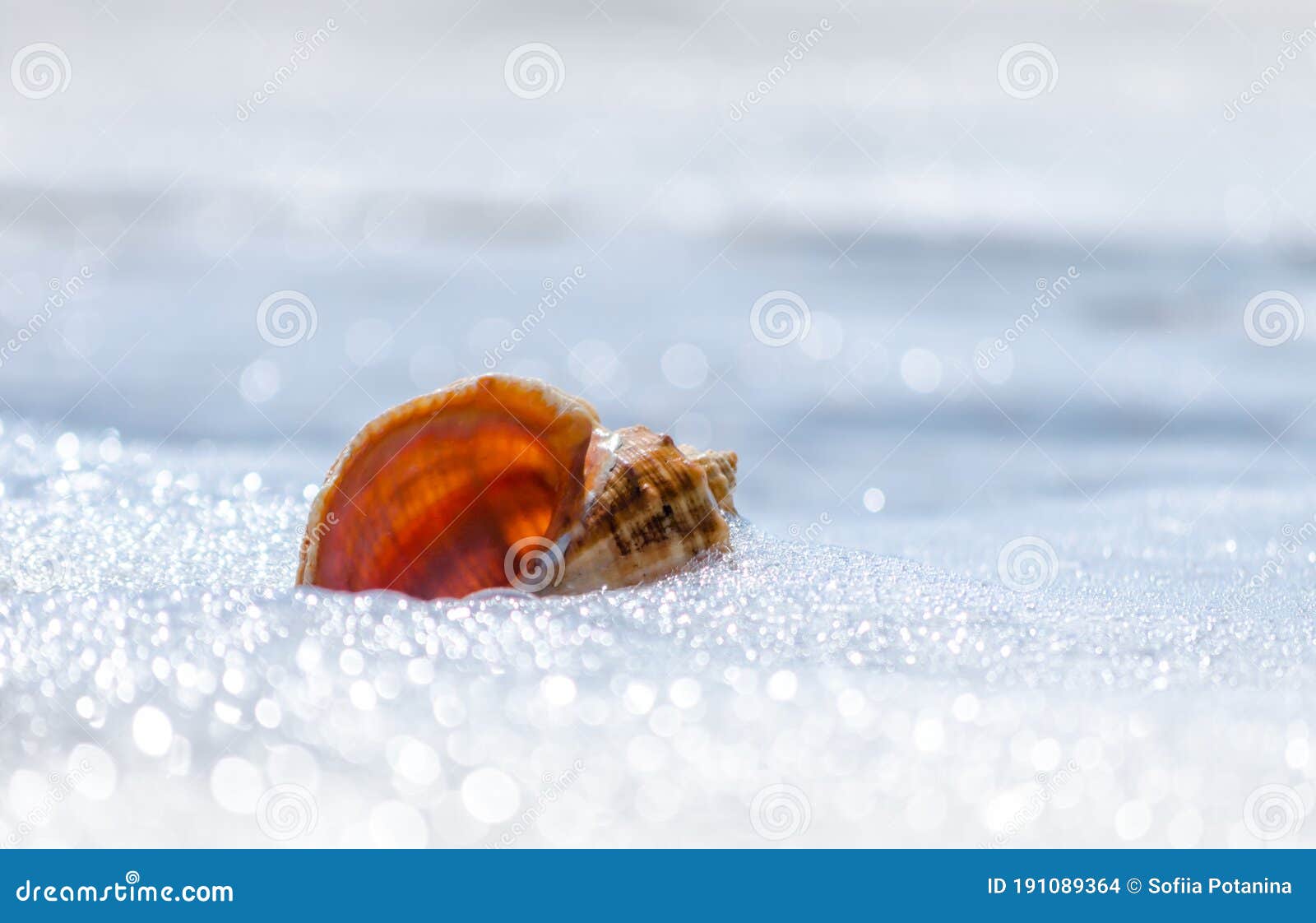 Seashell Closeup on the Resort Beach without People in Egypt Stock ...