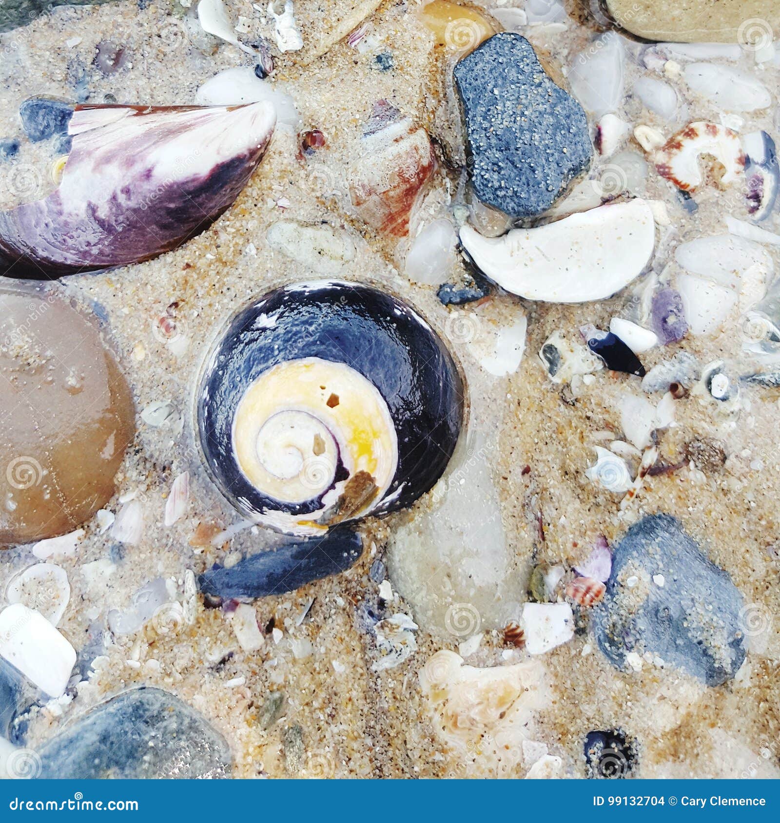 Seashell closeup stock photo. Image of colour, details - 99132704