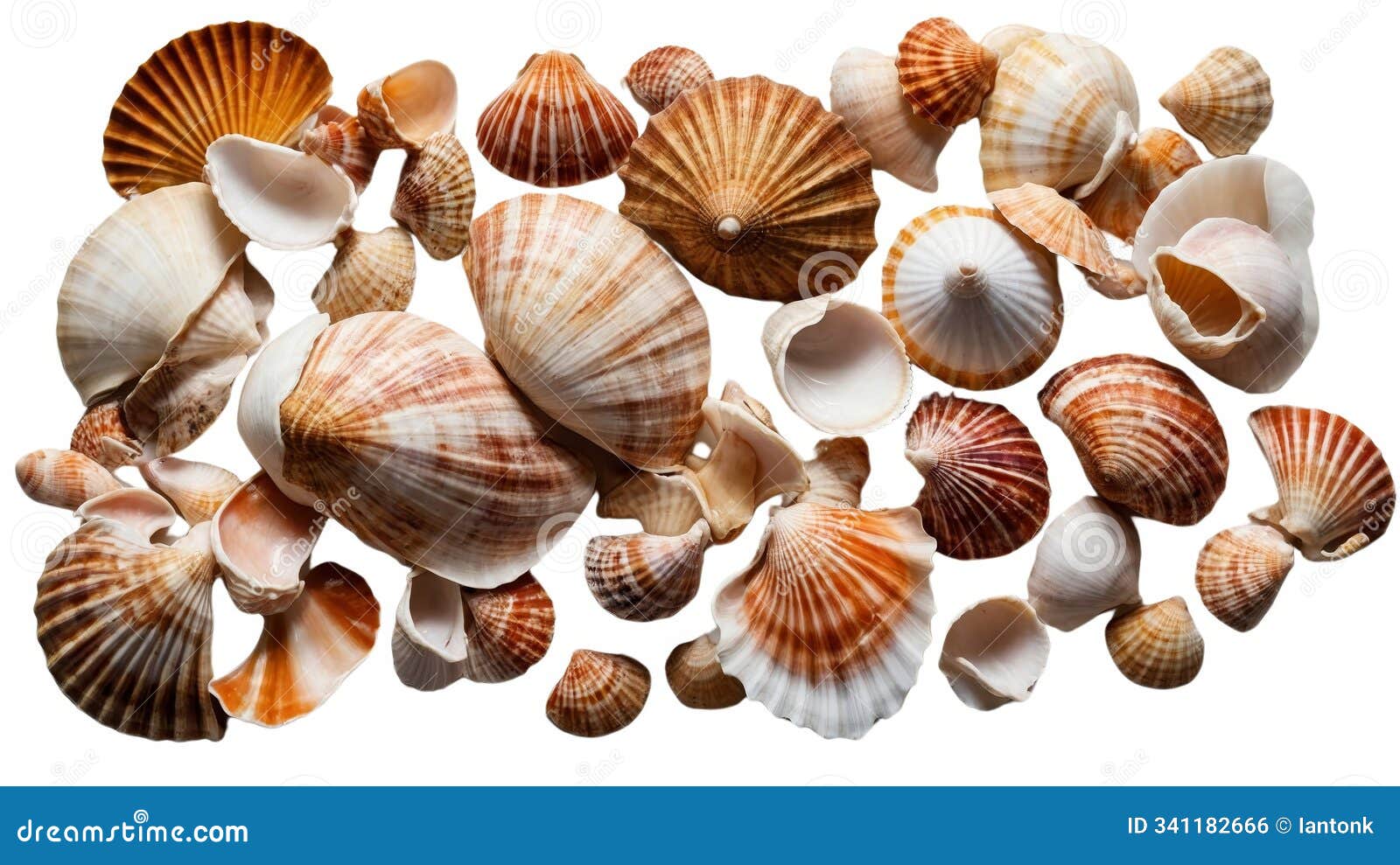 Seashell Cluster Shown from Different Perspectives on a White ...