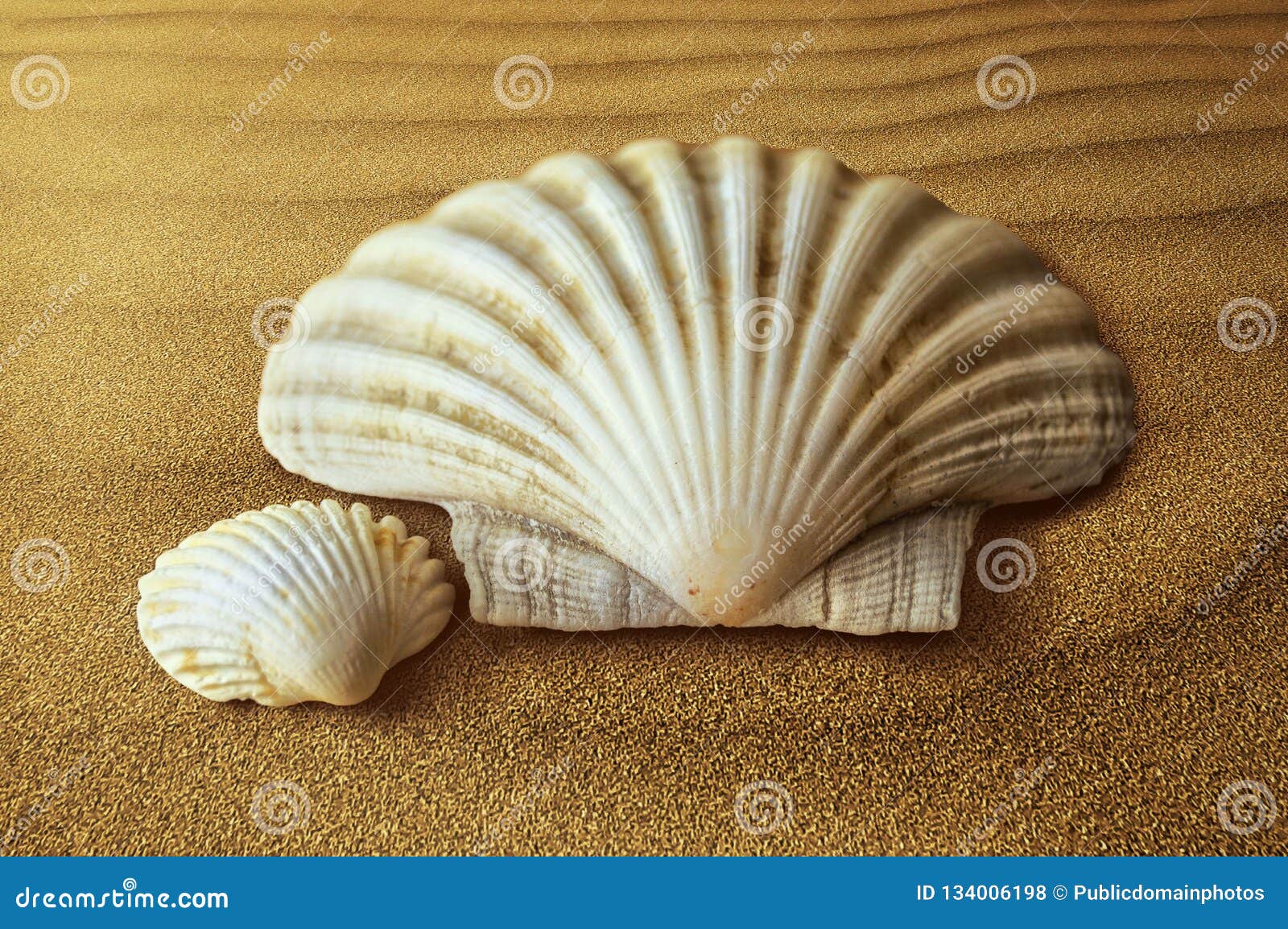 Seashell, Cockle, Conch, Nautilida Picture. Image: 134006198