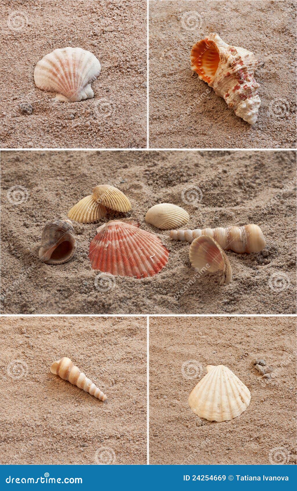 Seashell. Collage stock image. Image of seashells, coast - 24254669