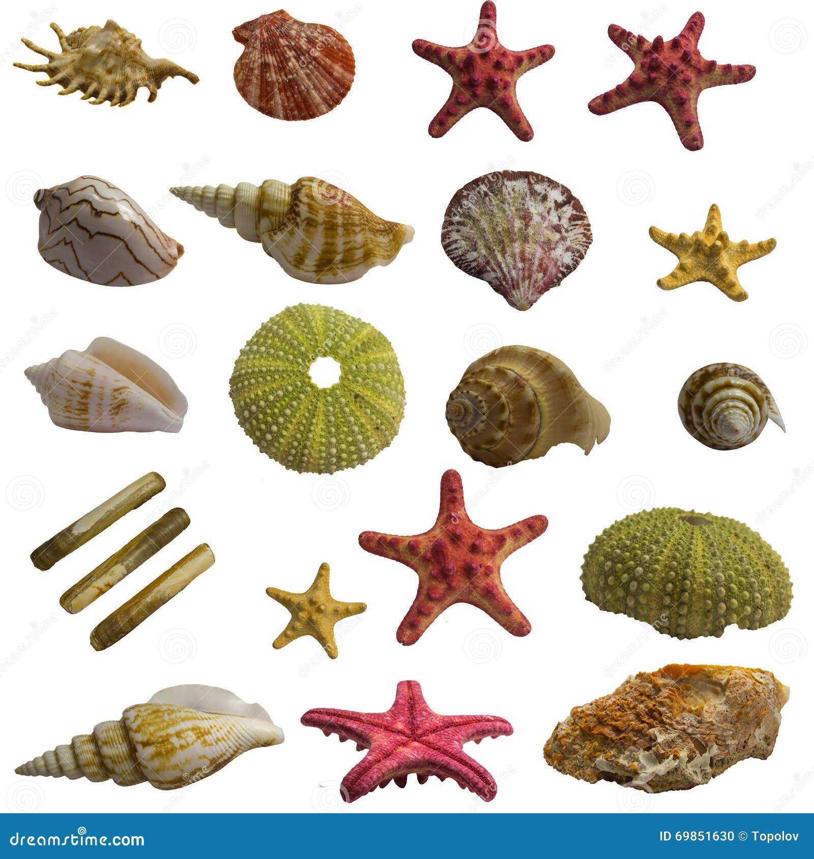 Seashell Collage Royalty-Free Stock Photo | CartoonDealer.com #60231969