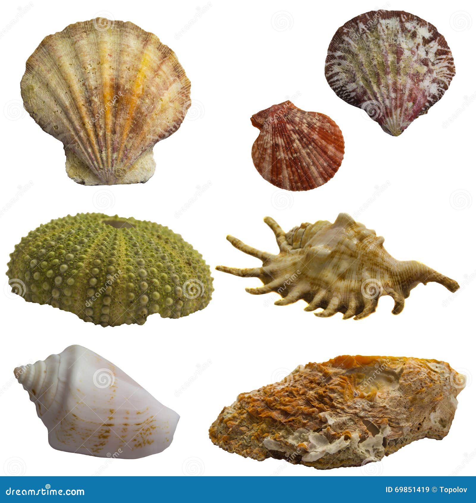 Seashell Collage Big Pack Stock Photography | CartoonDealer.com #69851630