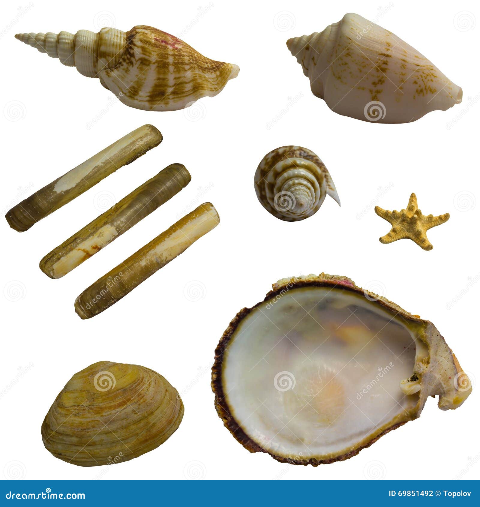 Seashell collage pack stock photo. Image of crimped, pack - 69851492