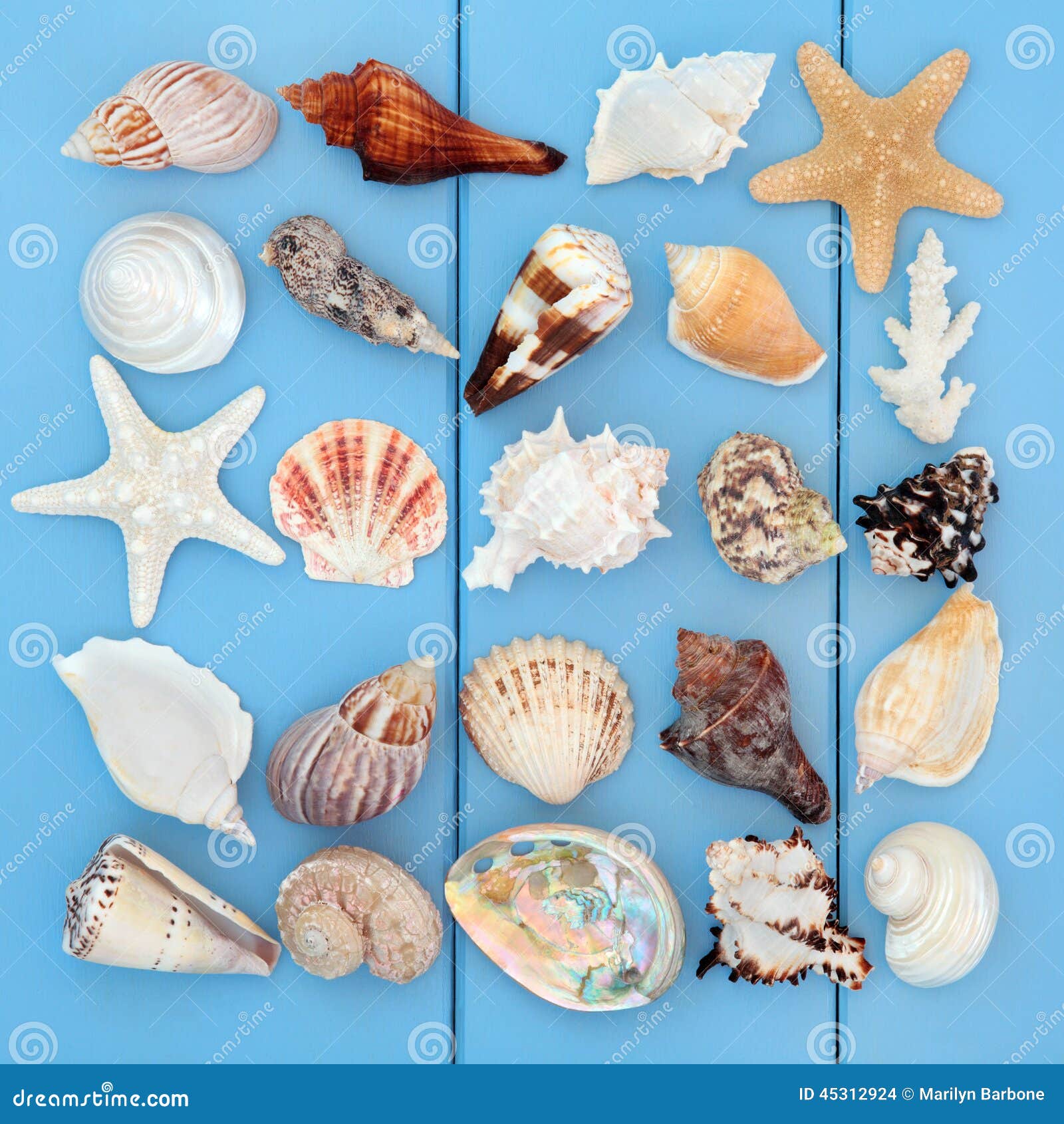 Seashell Collage stock photo. Image of cockle, nature - 45312924