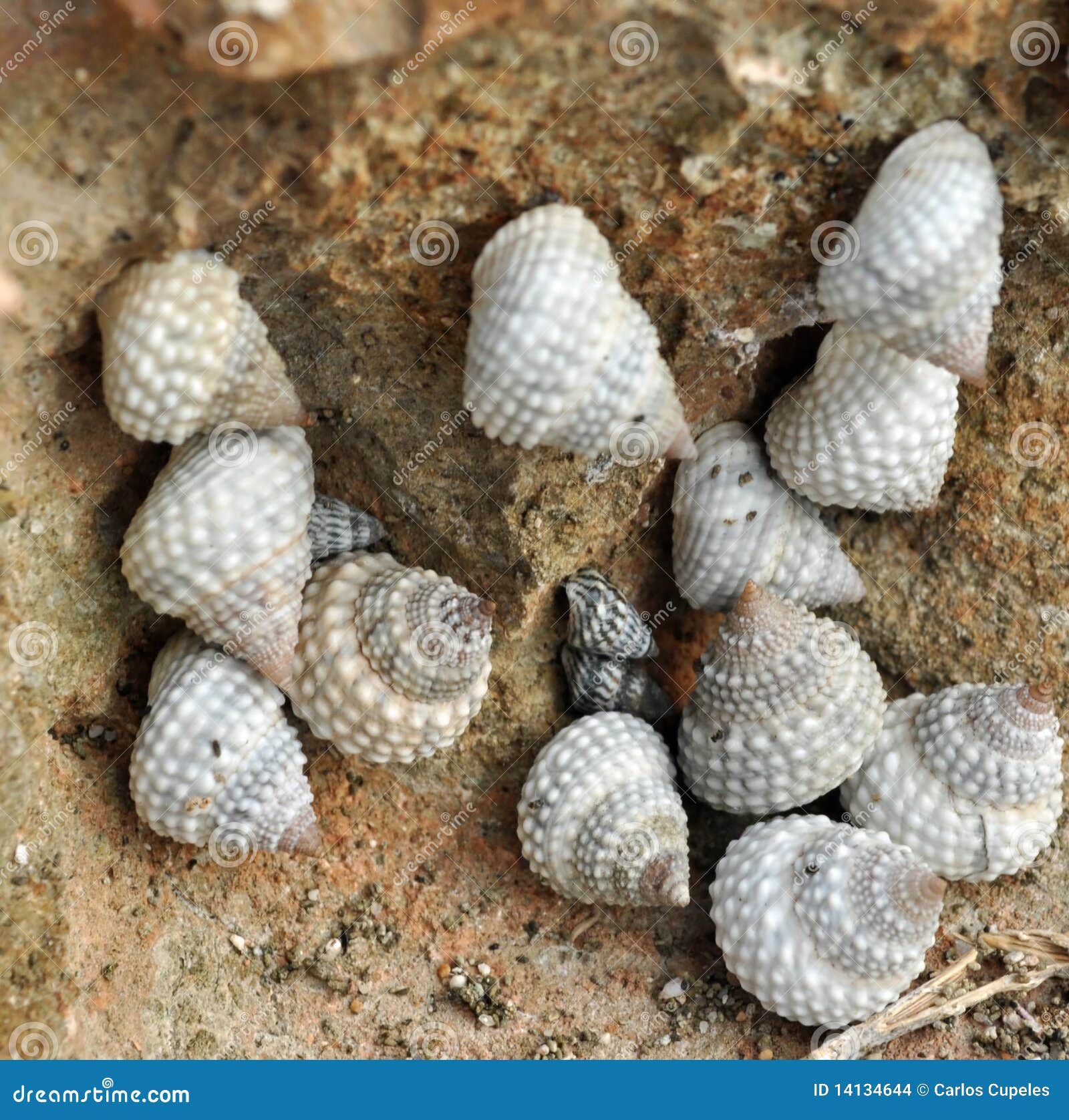 Seashell collection stock photo. Image of snail, nature - 14134644