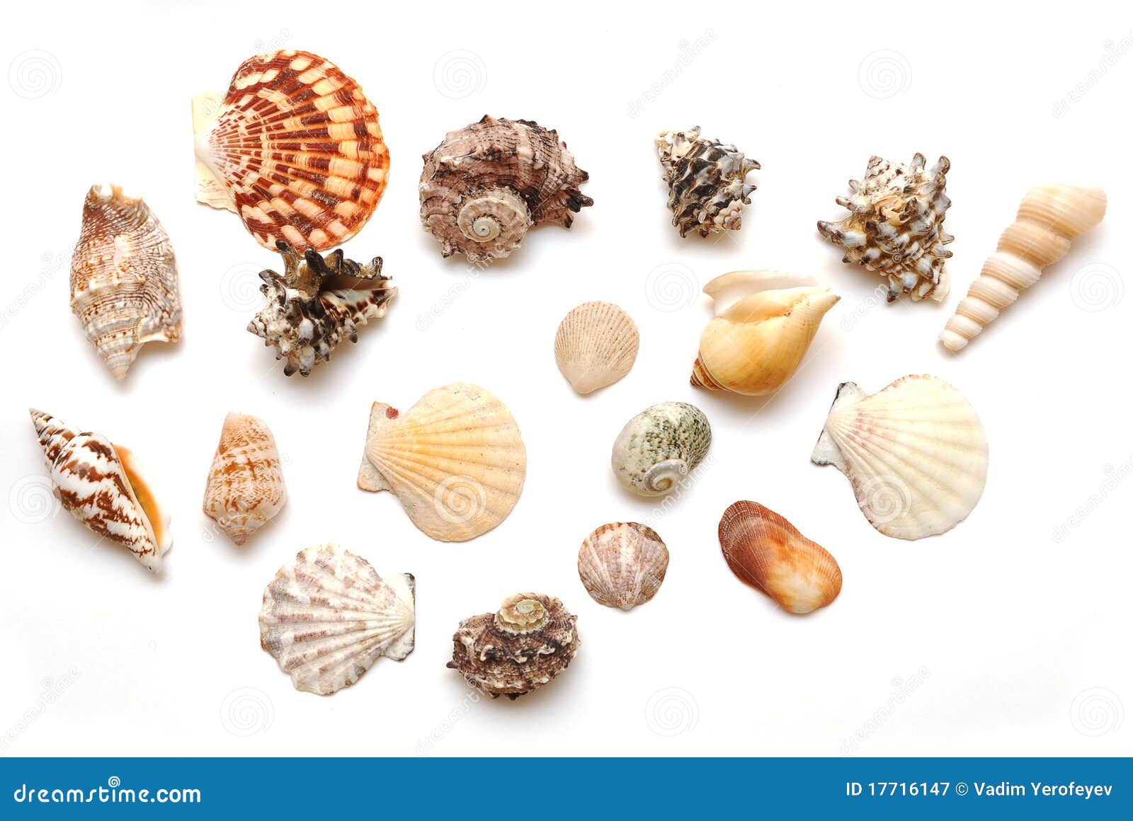 Seashell collection stock image. Image of snail, animal - 17716147