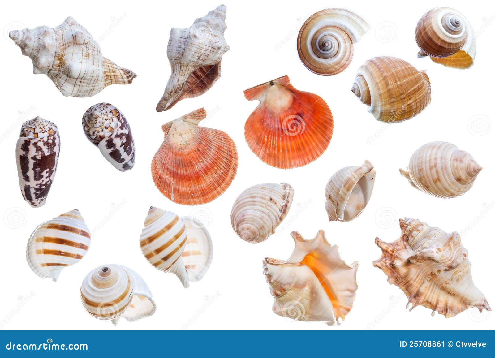 Seashell collection stock image. Image of snail, assortment - 25708861